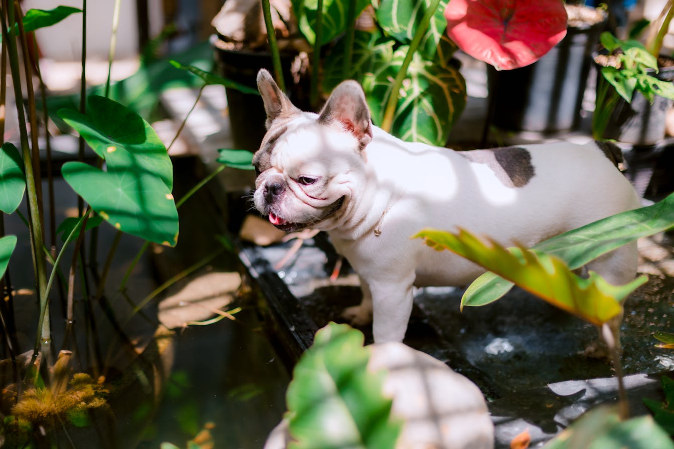 Discover Dog Body Types: A Simple Guide to All Breeds