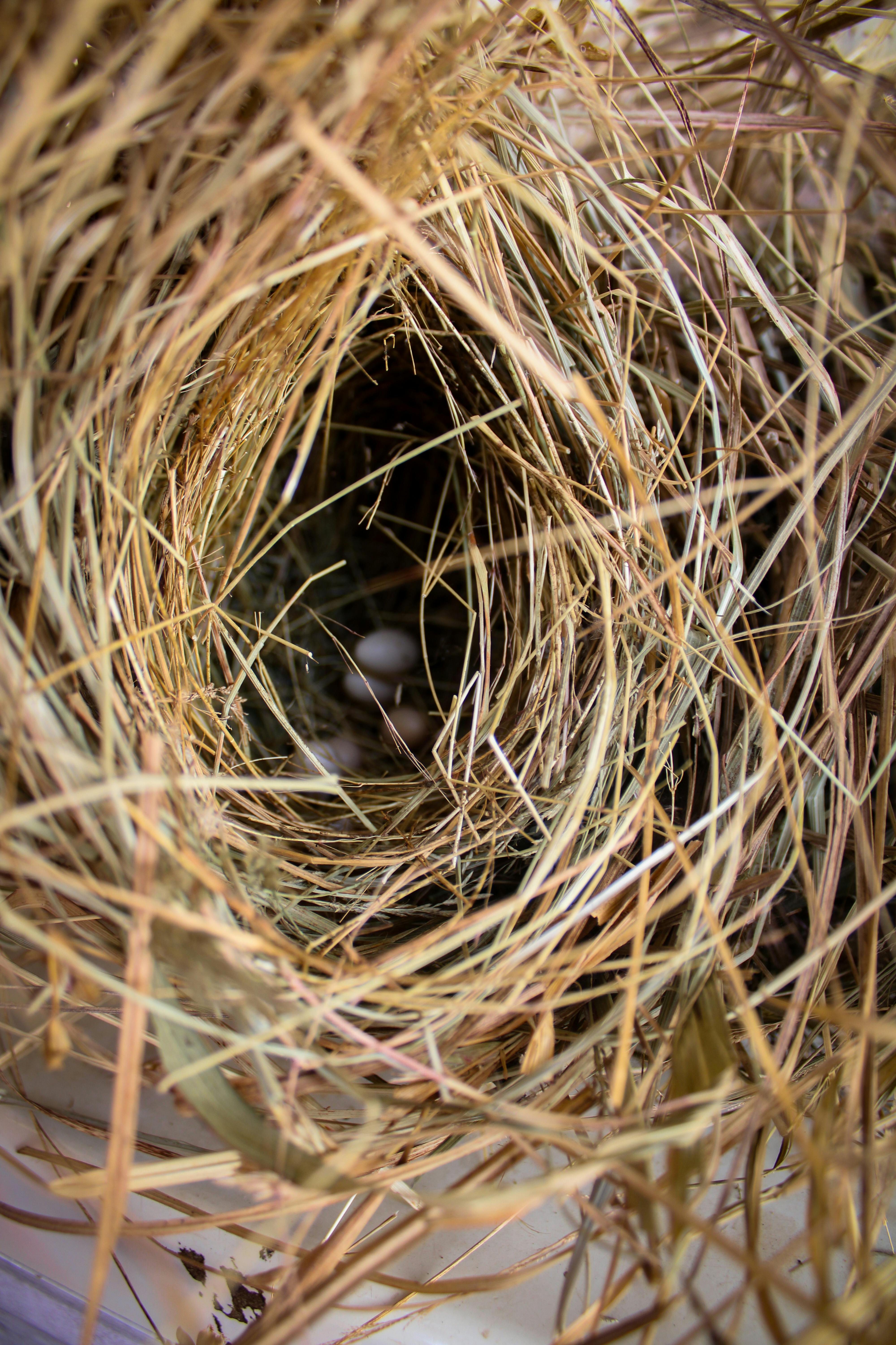 Close-Up of Bird Nest Structure · Free Stock Photo