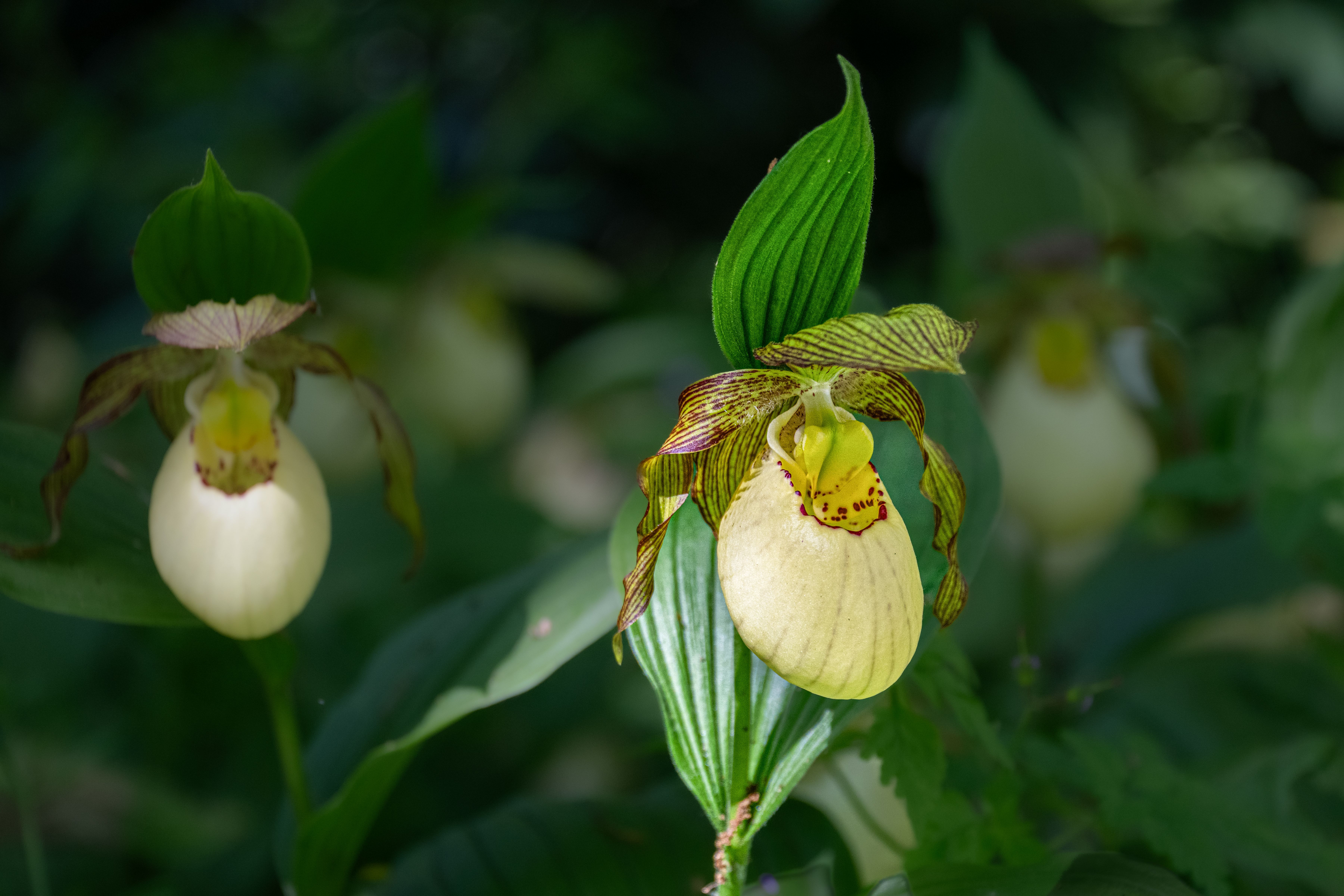 Vibrant Lady Slipper Orchids in Sunlit Garden · Free Stock Photo