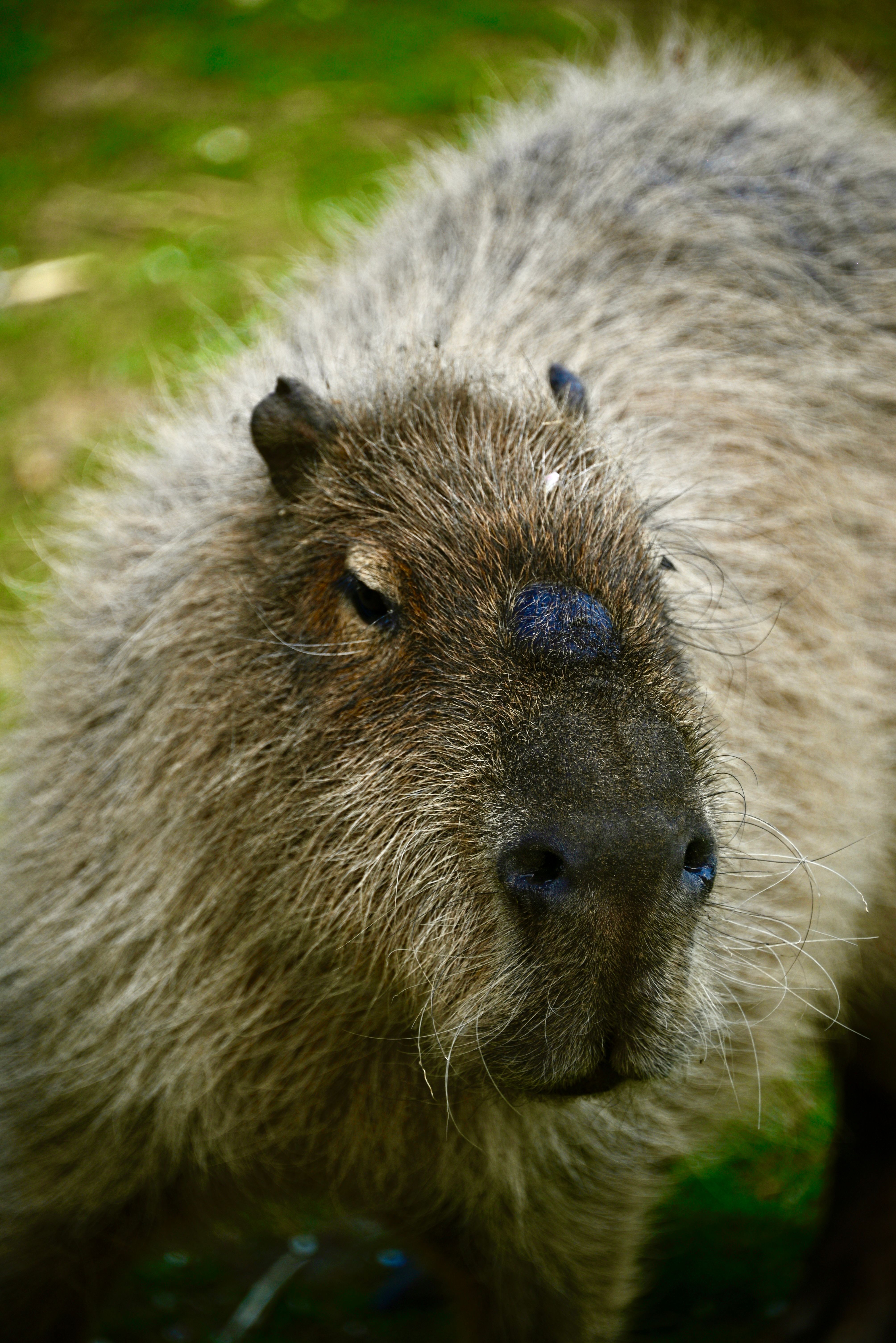 Background Capybara Photos, Download The BEST Free Background Capybara ...