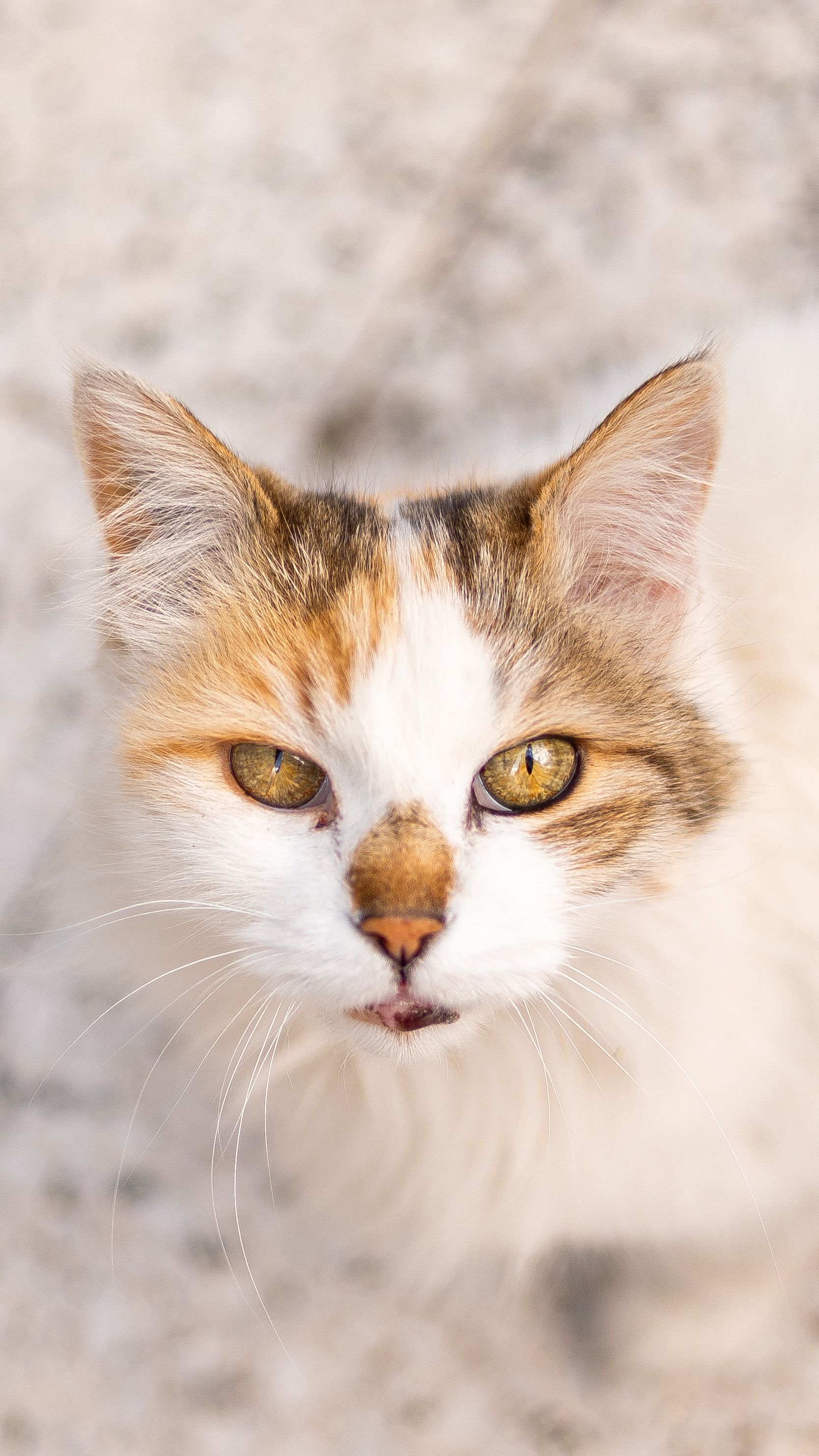 Cat Portrait Photos, Download The BEST Free Cat Portrait Stock Photos ...