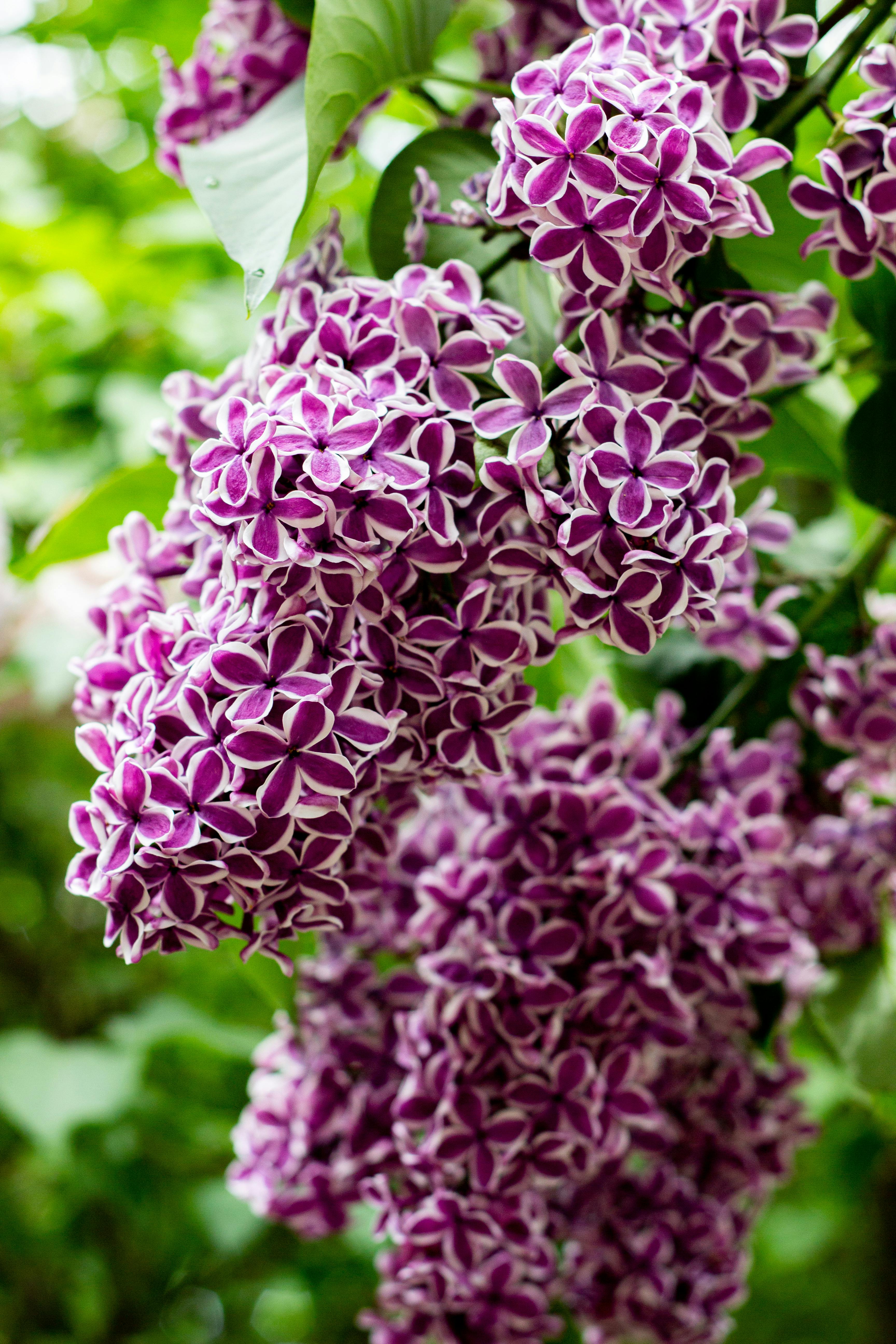 Vibrant Variegated Lilac Flowers in Bloom · Free Stock Photo