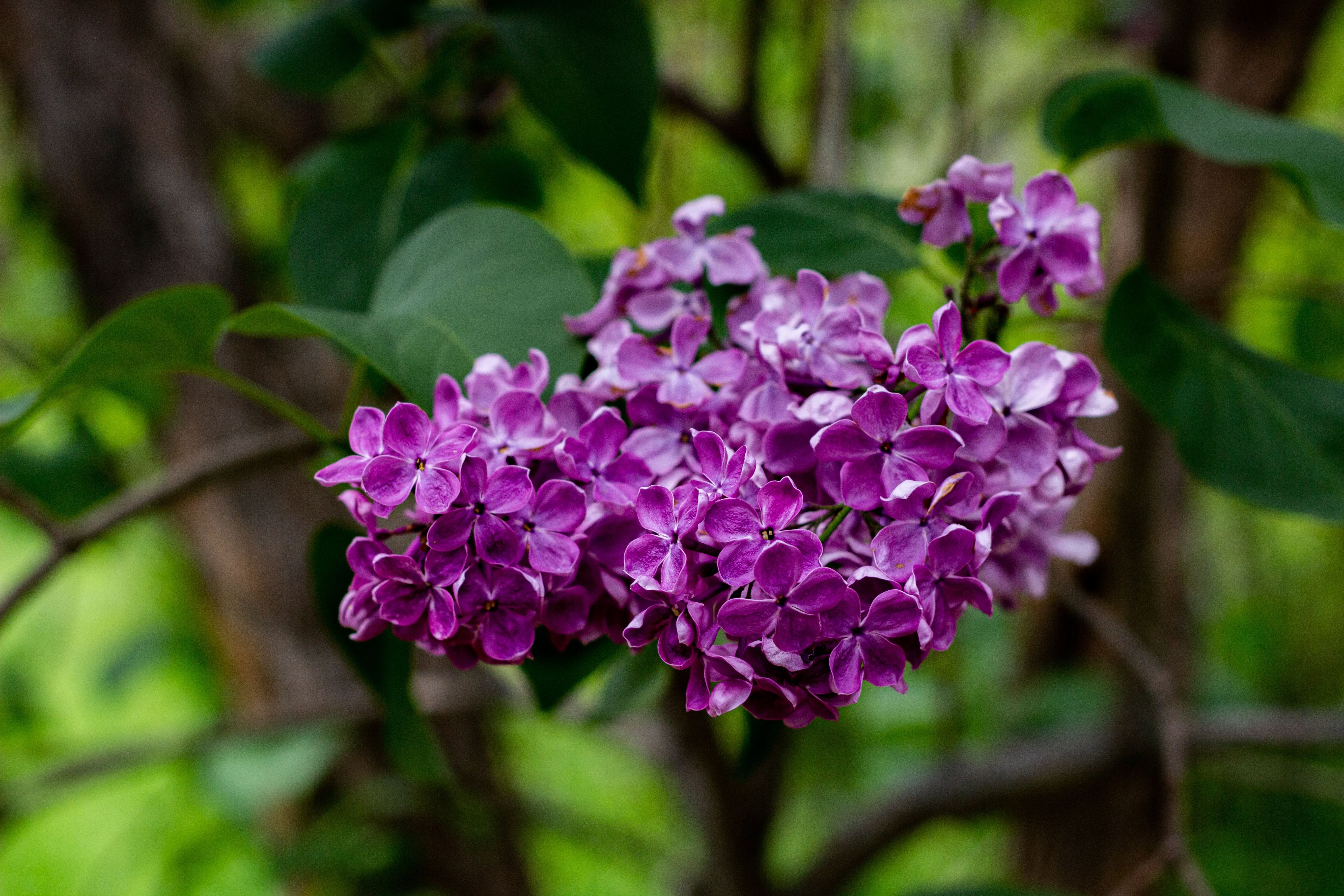 Vibrant Lilac Blossoms in Full Bloom · Free Stock Photo