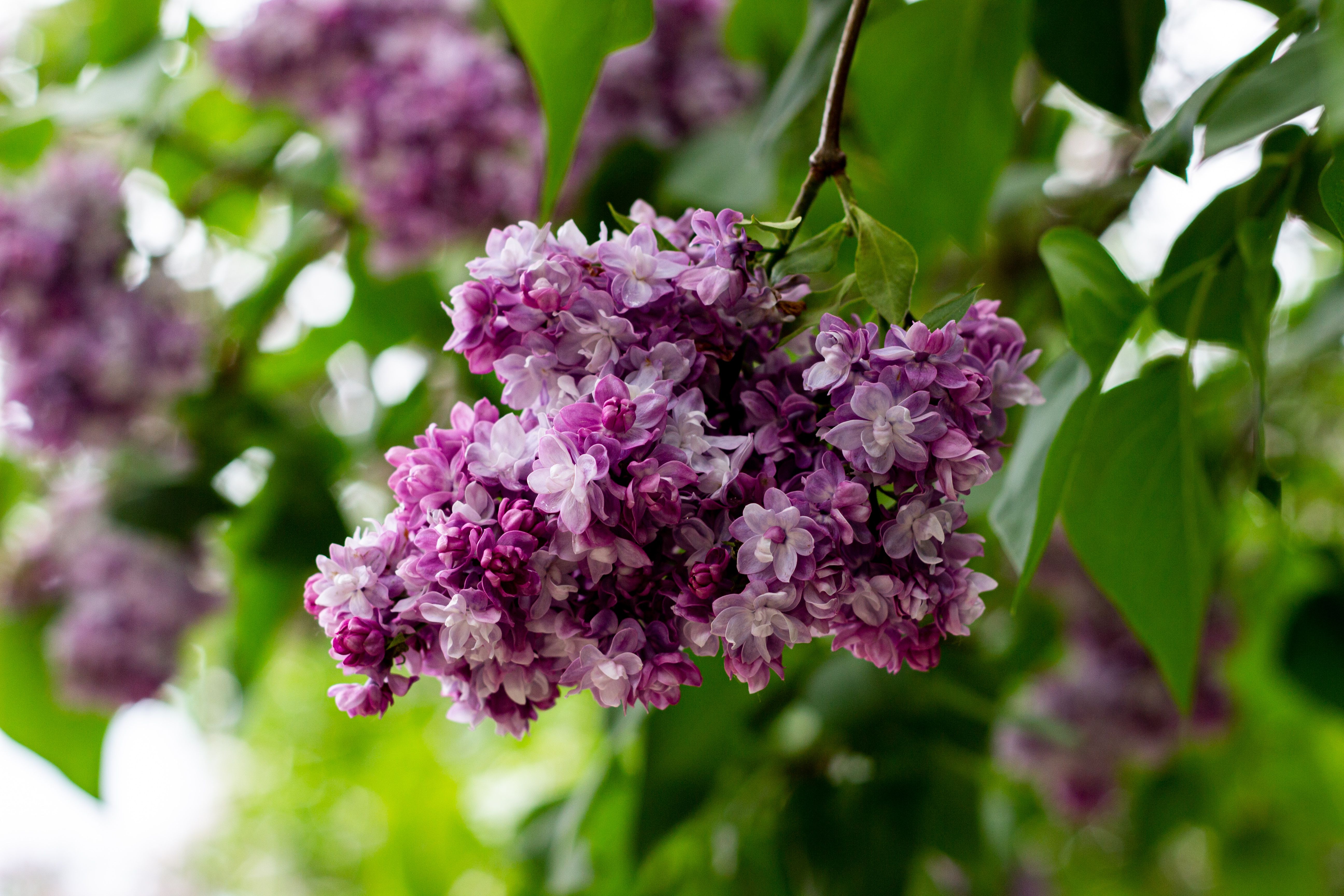 Vibrant Lilac Flowers in Bloom Close-up · Free Stock Photo
