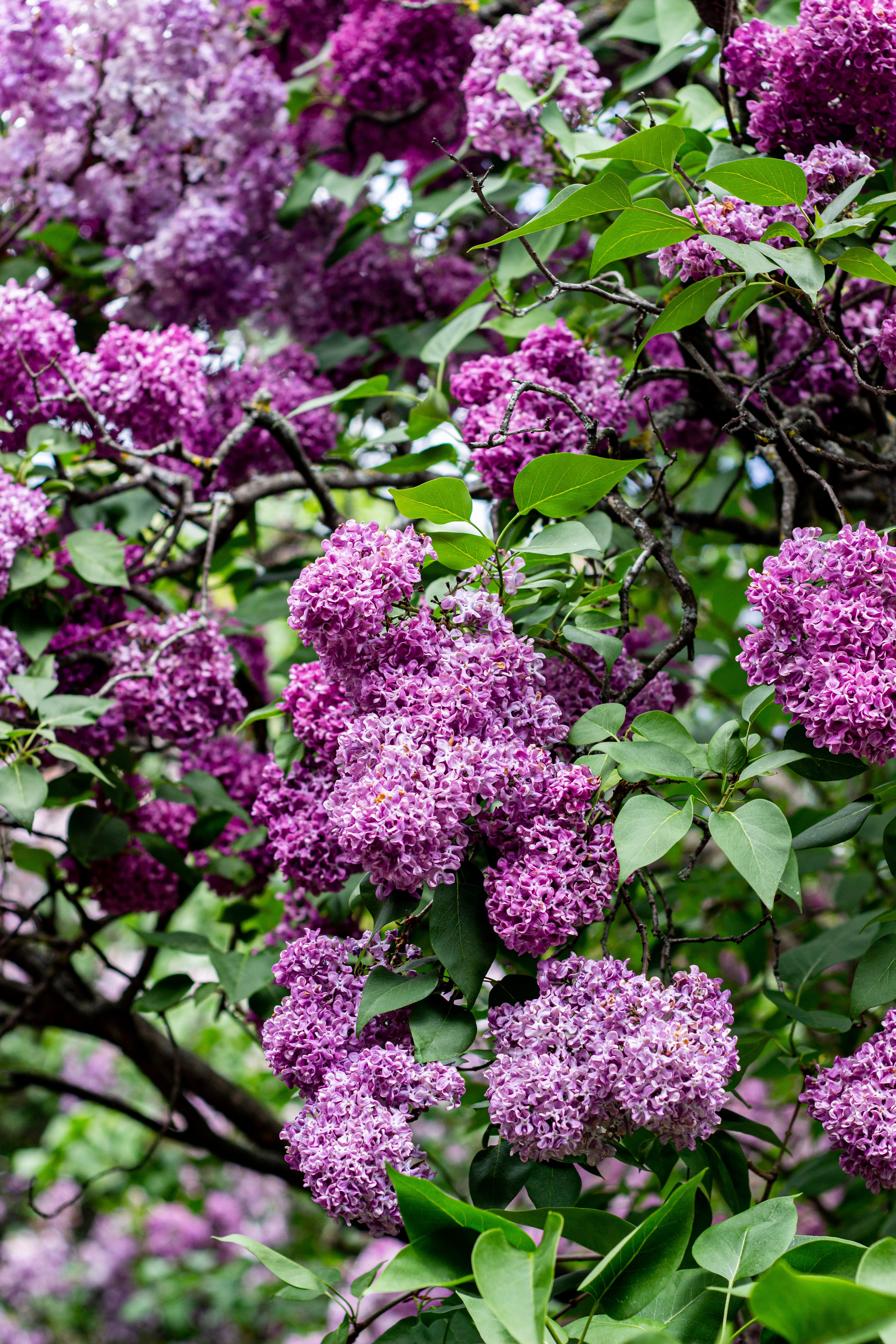 Vibrant Lilac Blossoms in Springtime · Free Stock Photo