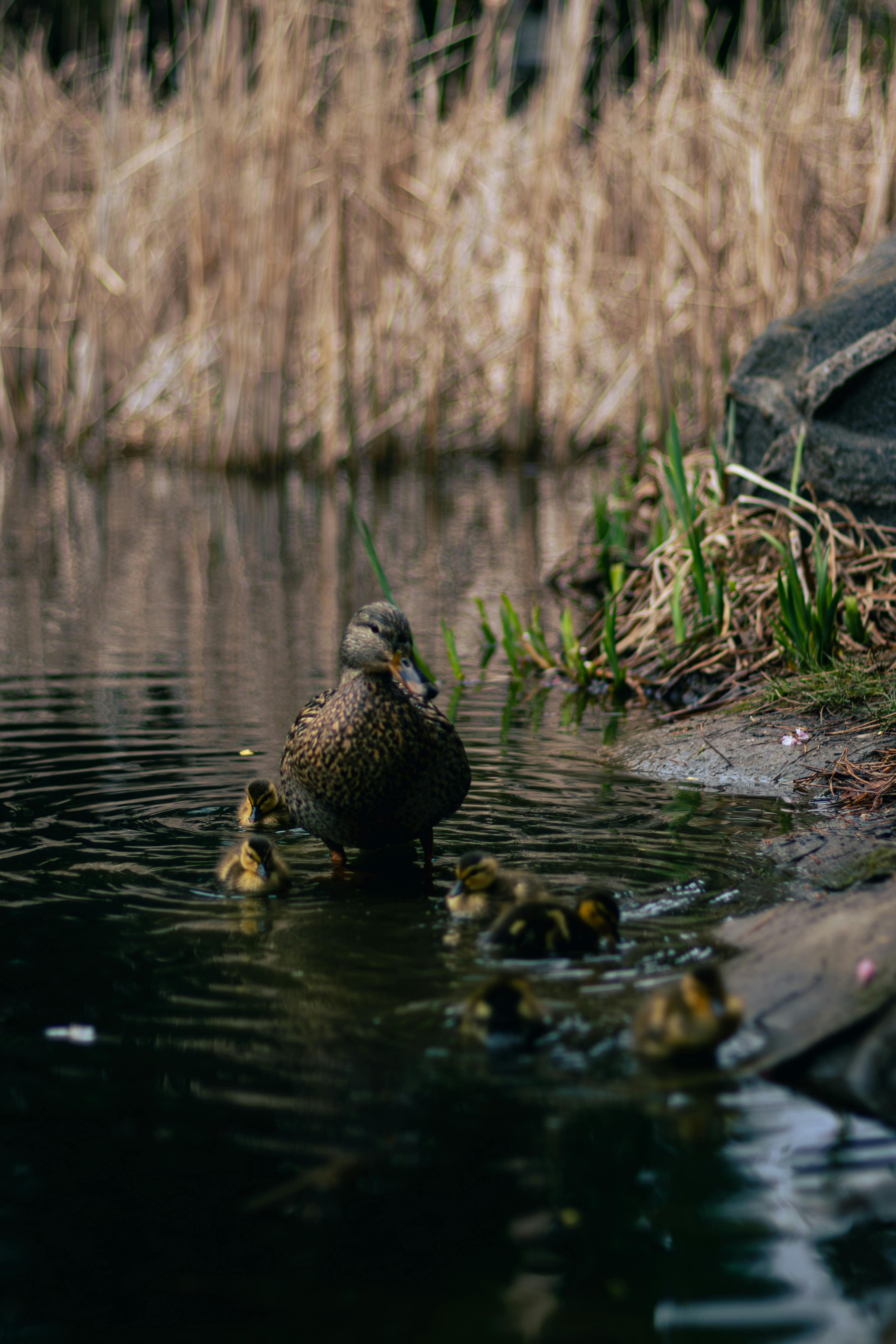 Spring Lock Screen Wallpaper Photos, Download The BEST Free Spring Lock ...