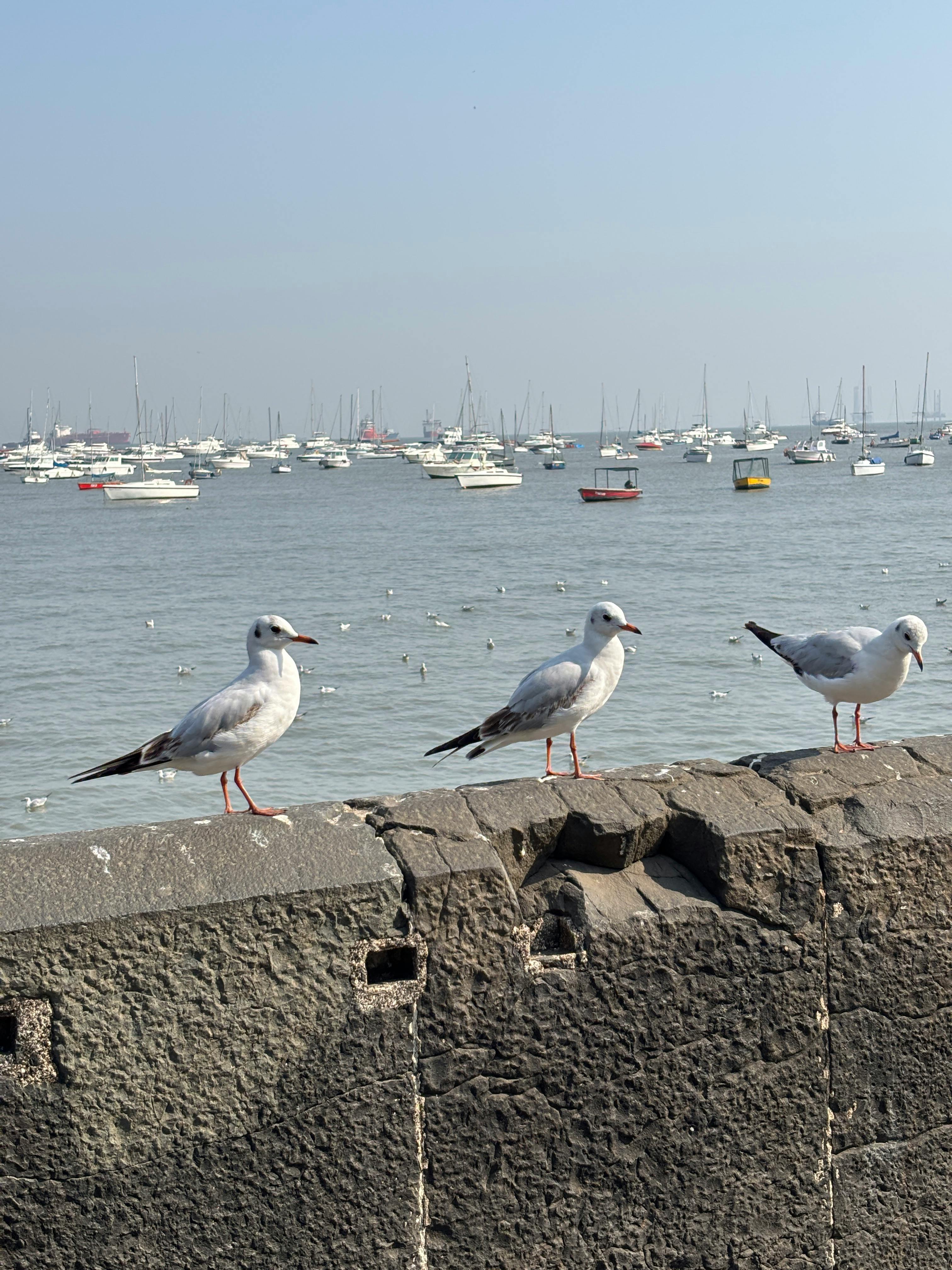 Anchors Photos, Download The BEST Free Anchors Stock Photos & HD Images