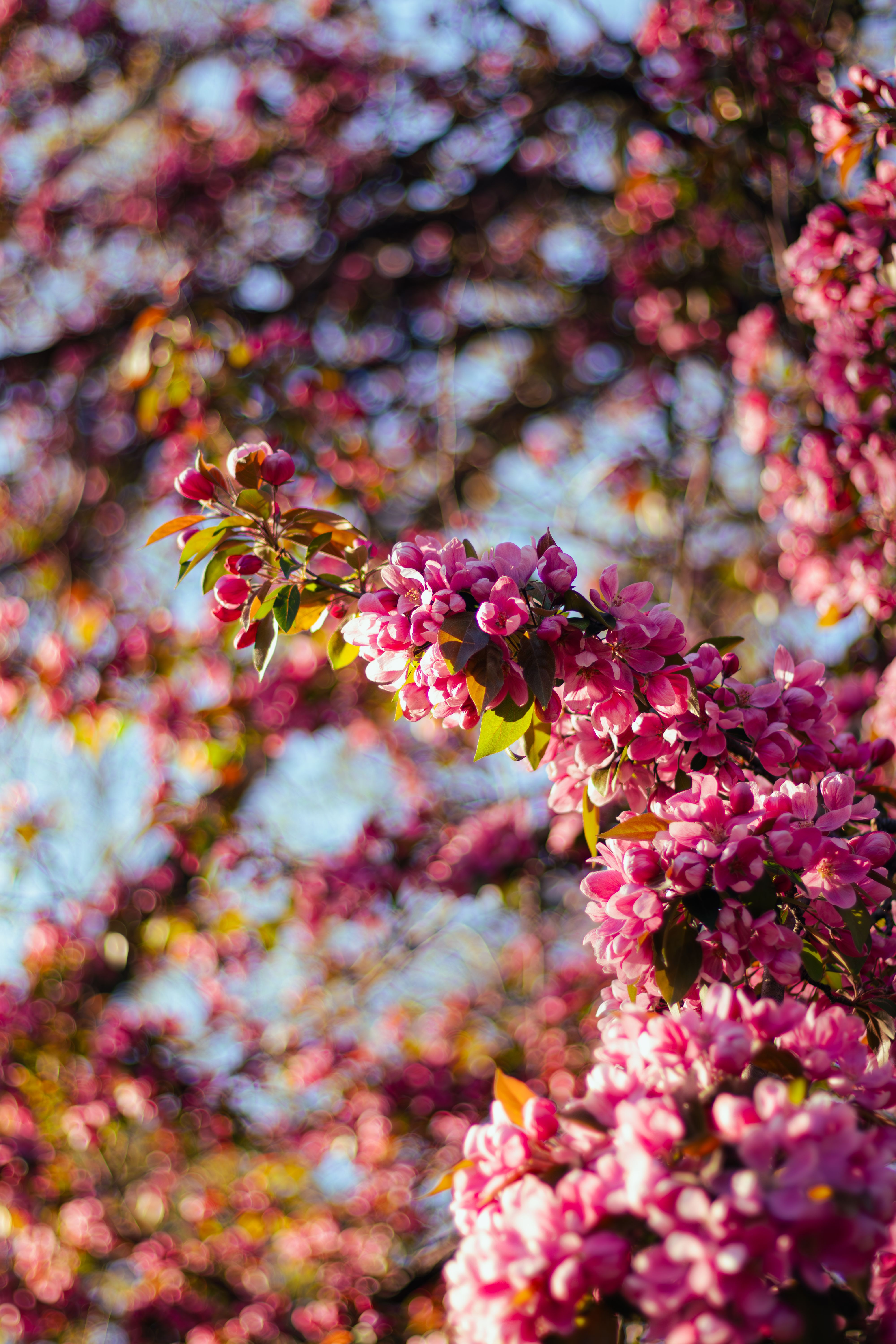 April Flowers Photos, Download The BEST Free April Flowers Stock Photos ...