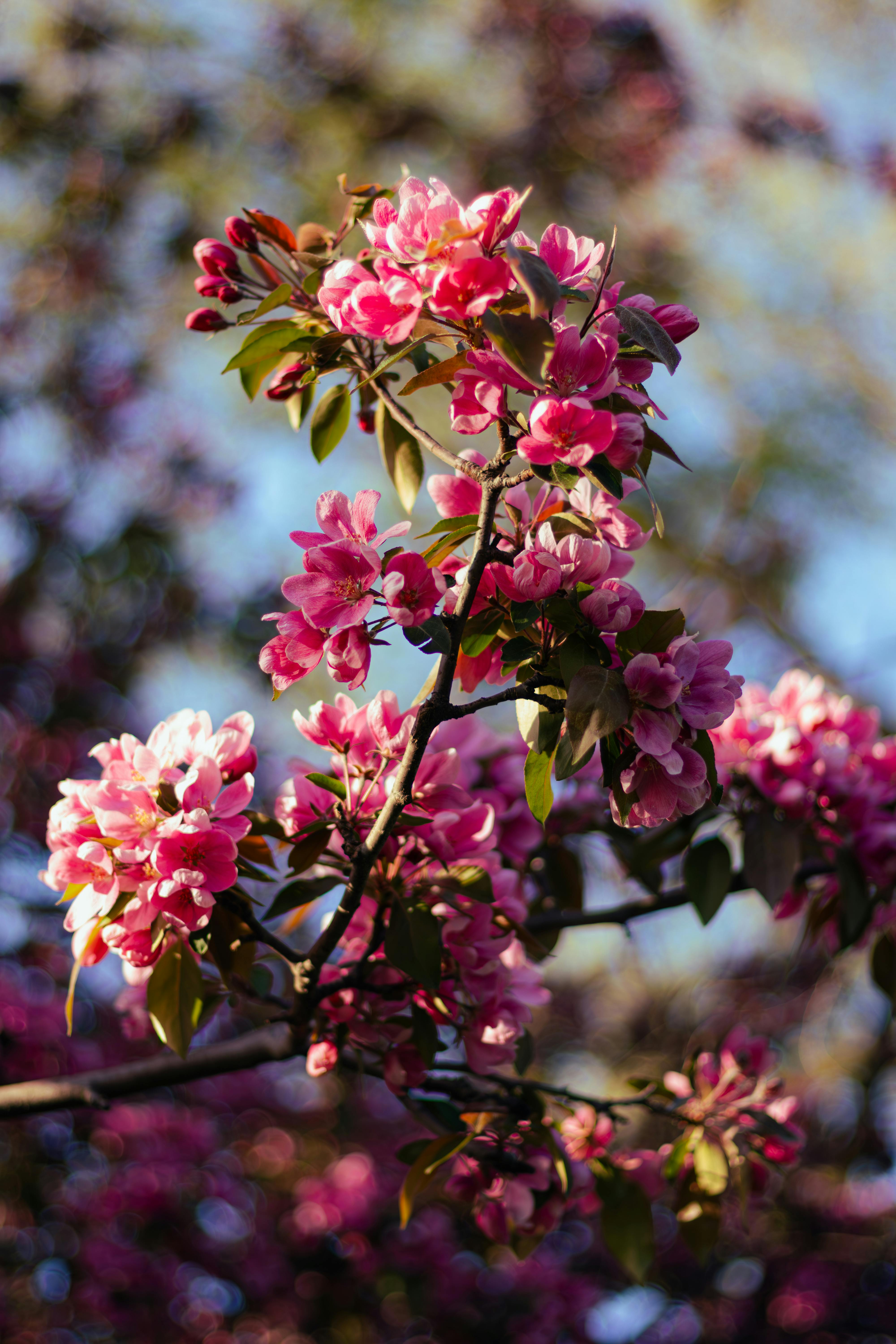 Wallpaper 15inch Photos, Download The BEST Free Wallpaper 15inch Stock ...