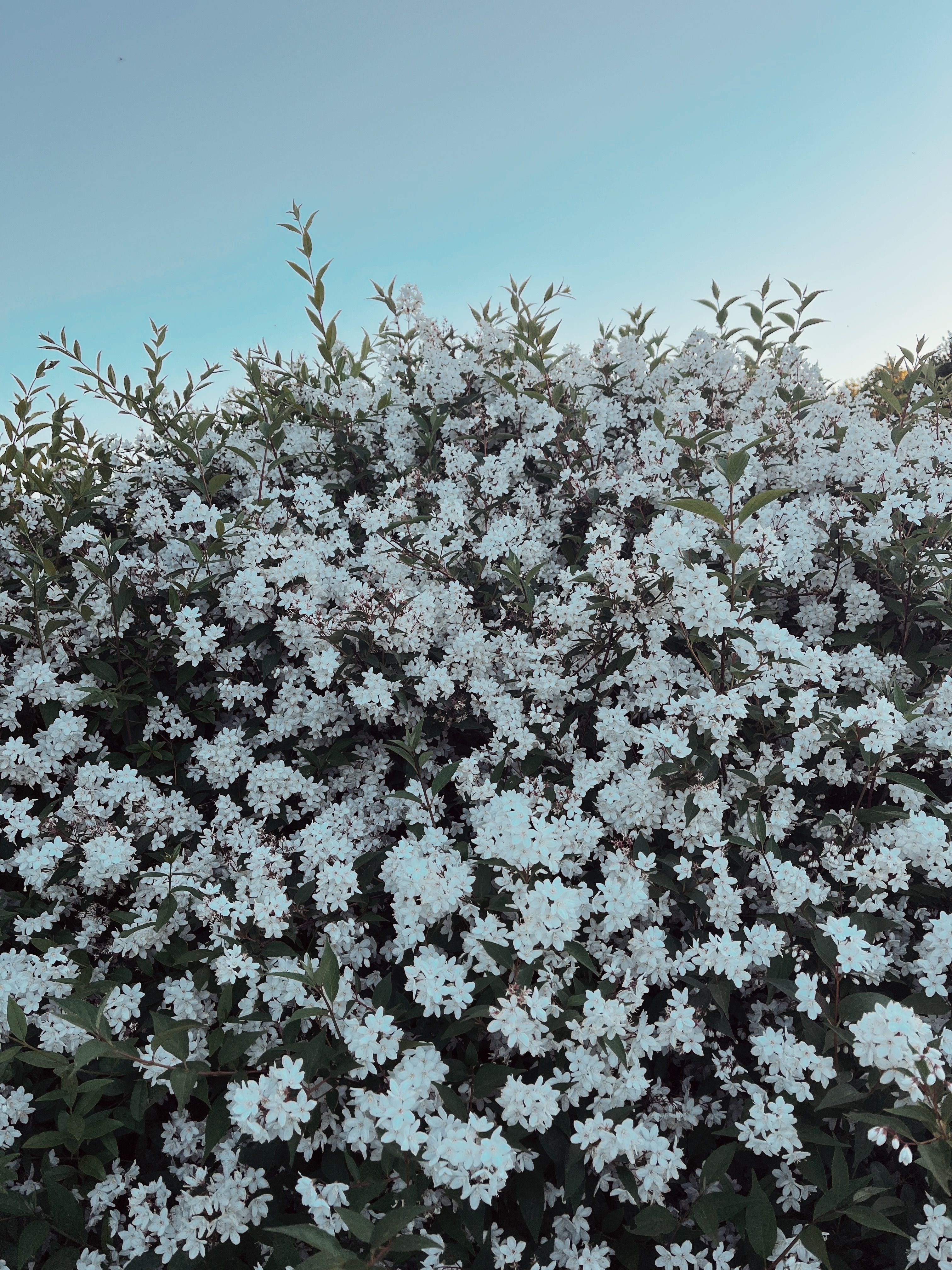 Shrubs Photos, Download The BEST Free Shrubs Stock Photos & HD Images
