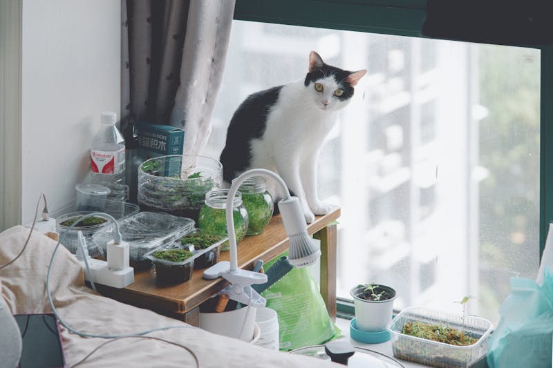 Understanding Cat Life Expectancy Chart for Feline Care