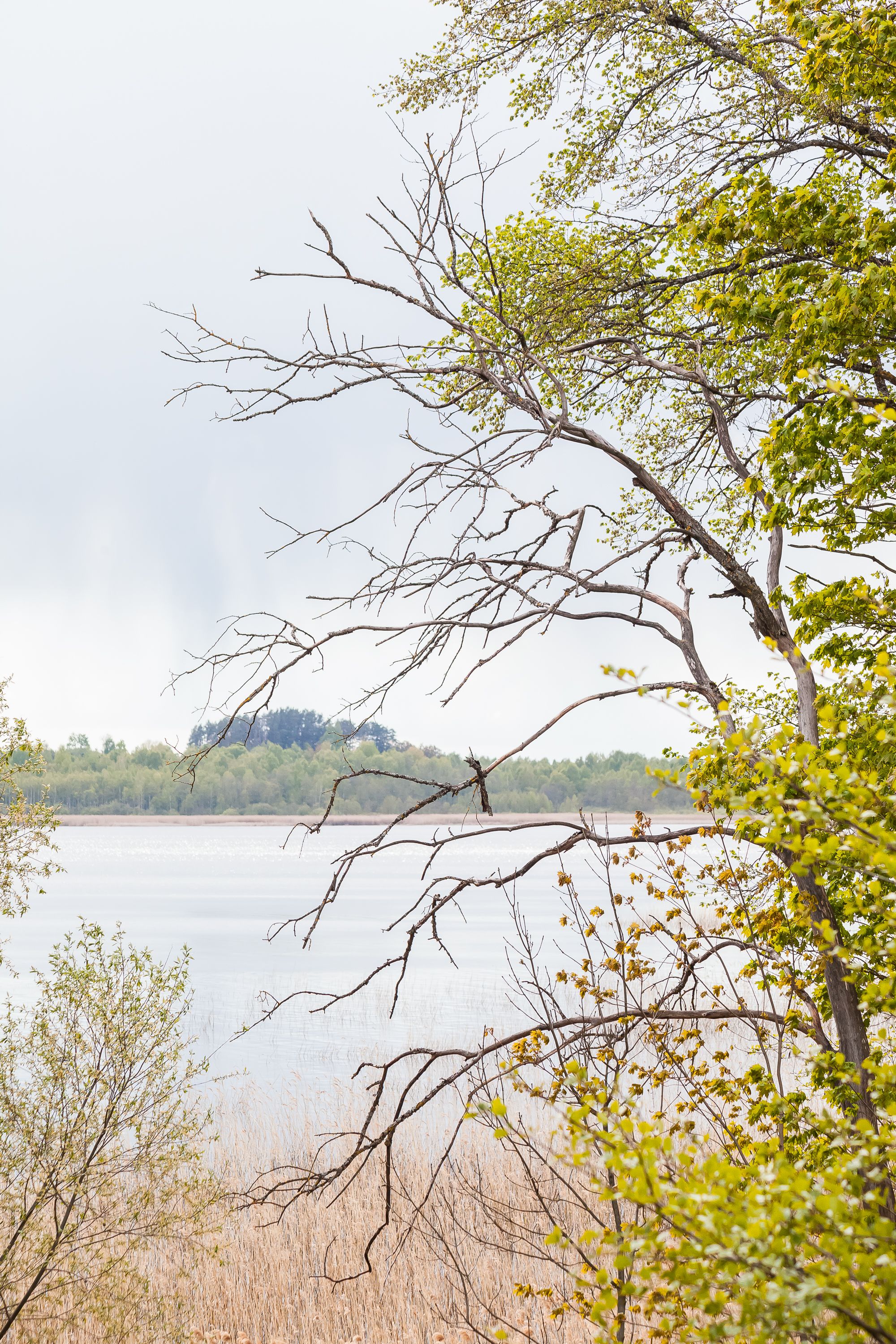 Scenic View of Leafy Lakeside in Spring · Free Stock Photo