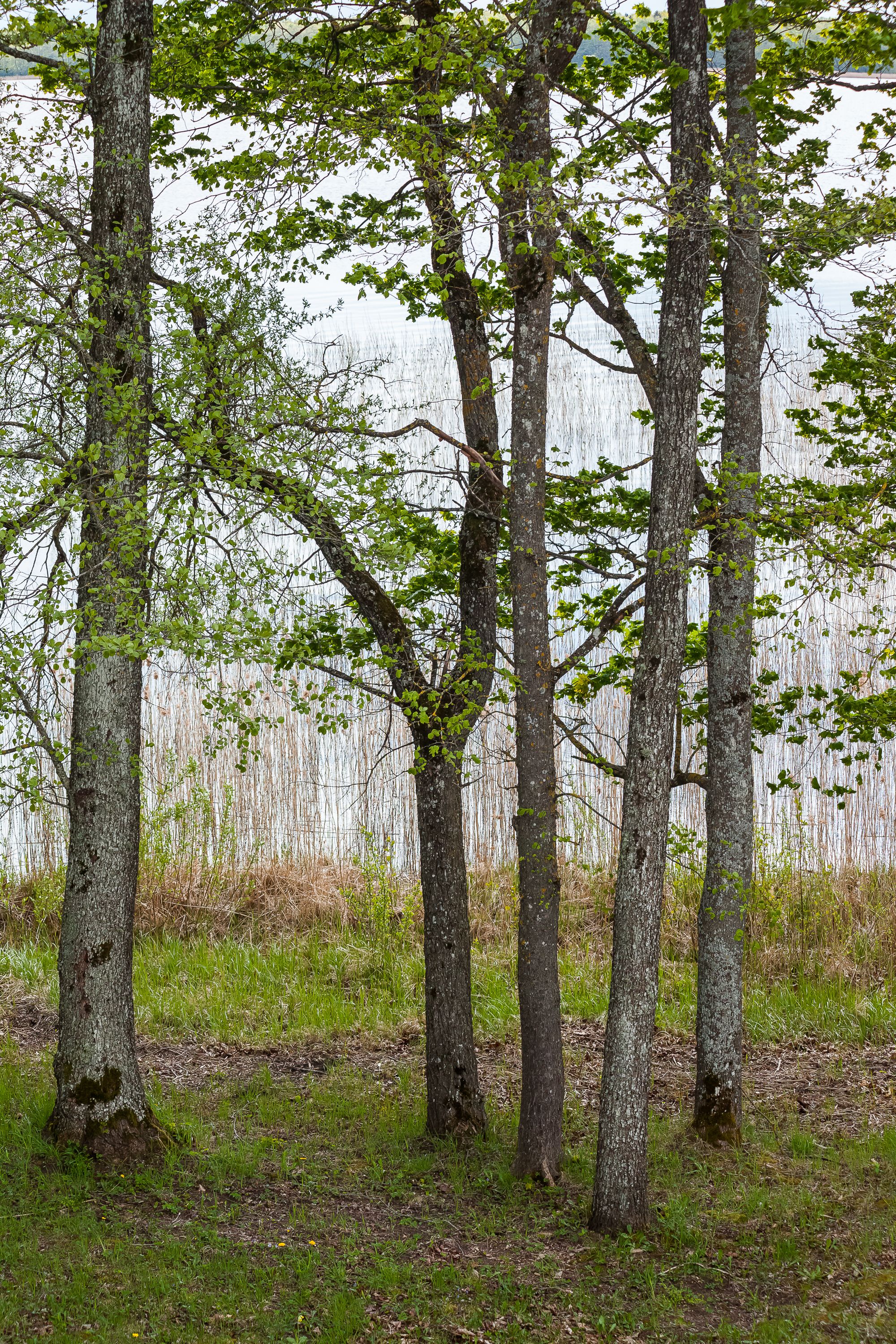 Peaceful Forest Scene with Tall Trees · Free Stock Photo