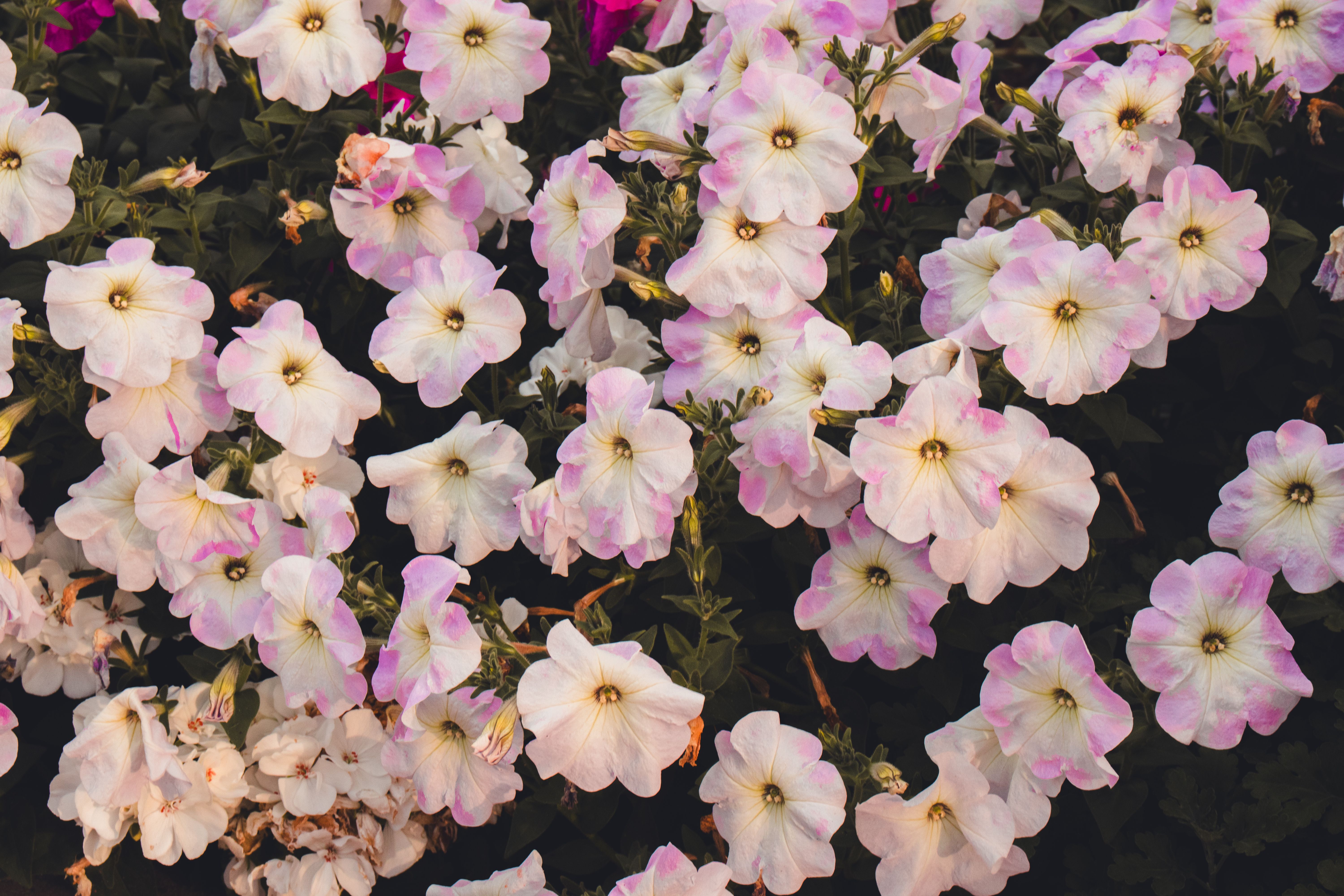 Tidal Wave Petunia Photos, Download The BEST Free Tidal Wave Petunia ...