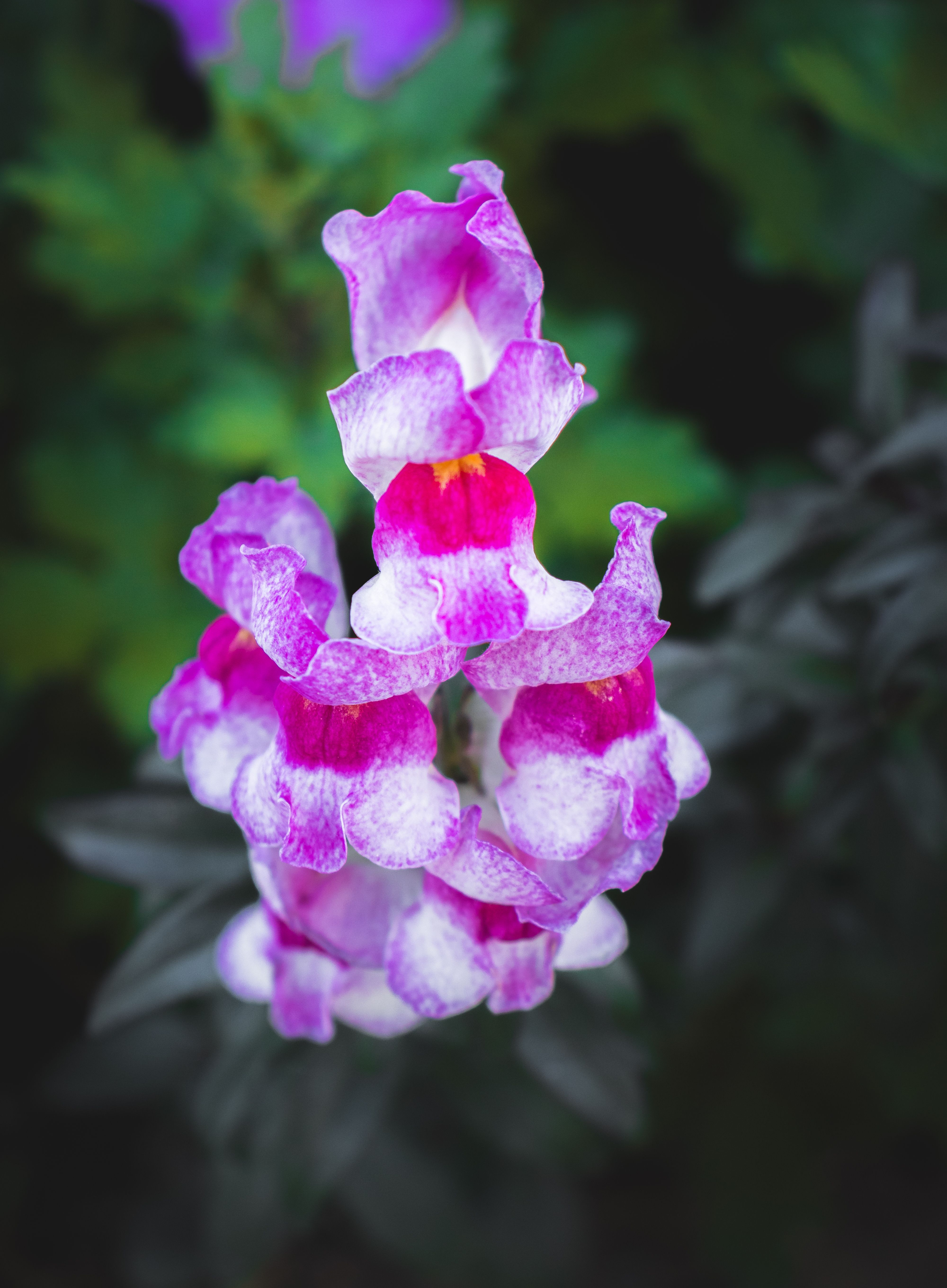 Flower Snapdragons Photos, Download The BEST Free Flower Snapdragons ...