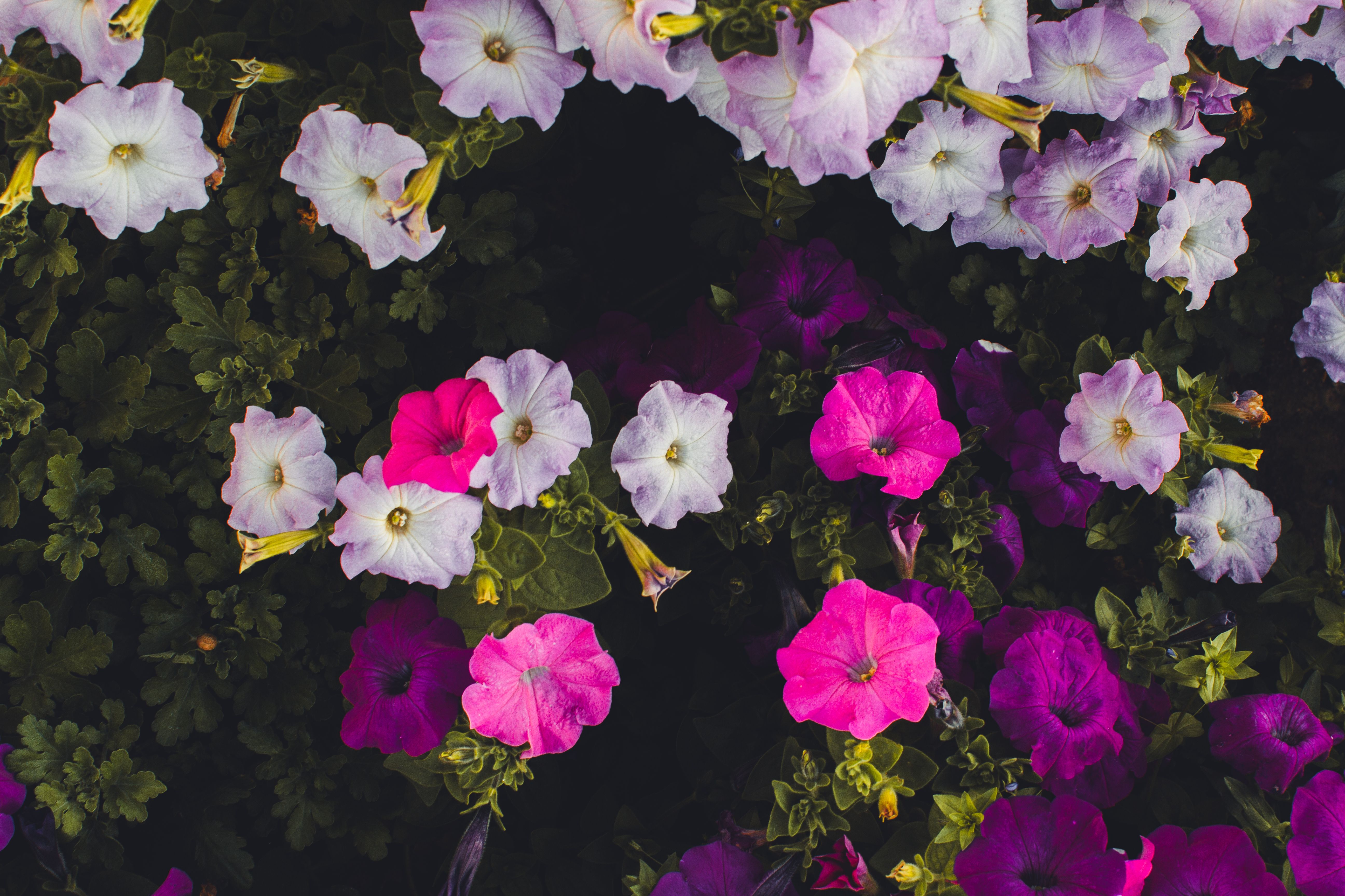 Vibrant Assorted Petunias in Full Bloom · Free Stock Photo