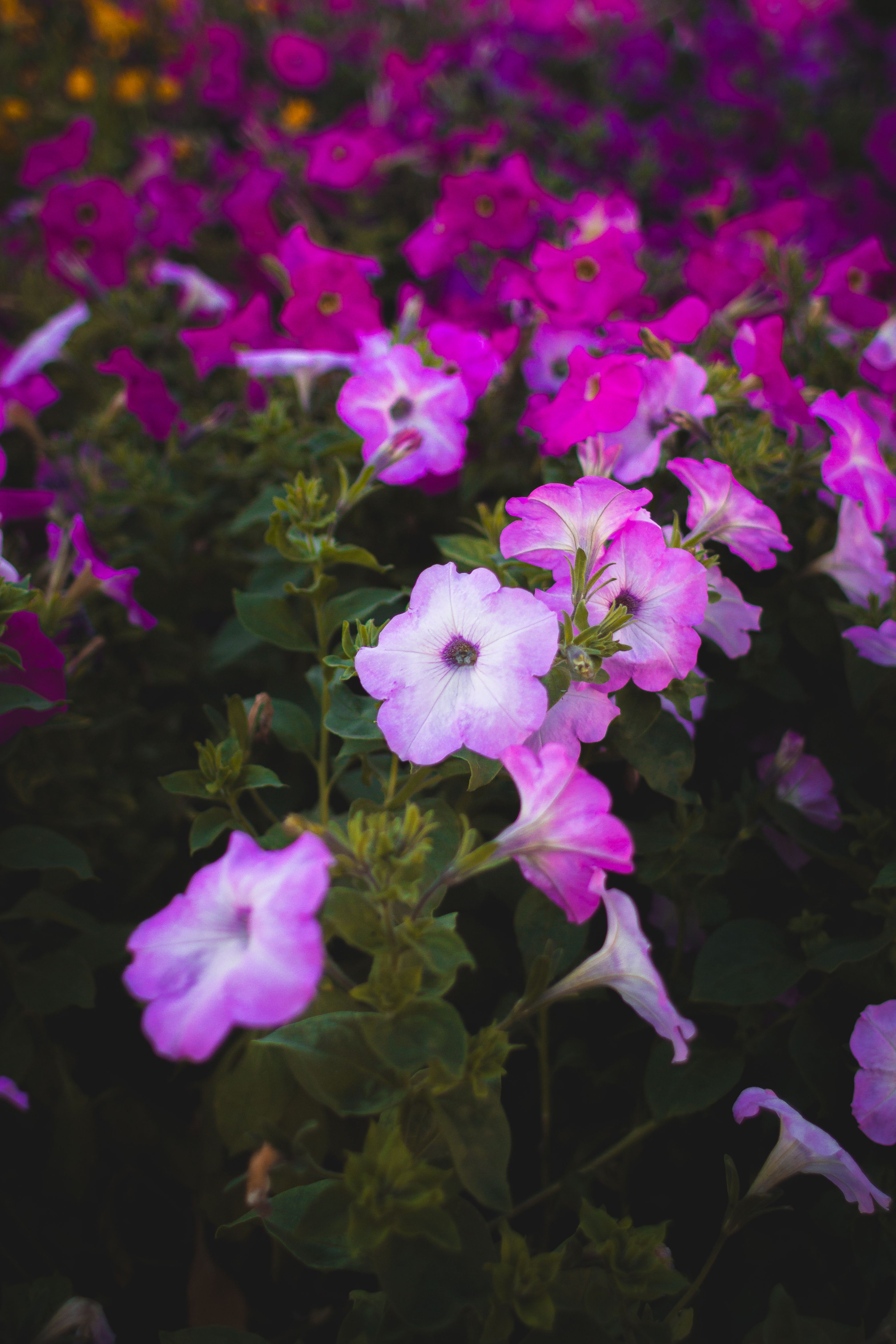 Real Colorful Natural Flowers Landscape Photos, Download The BEST Free ...