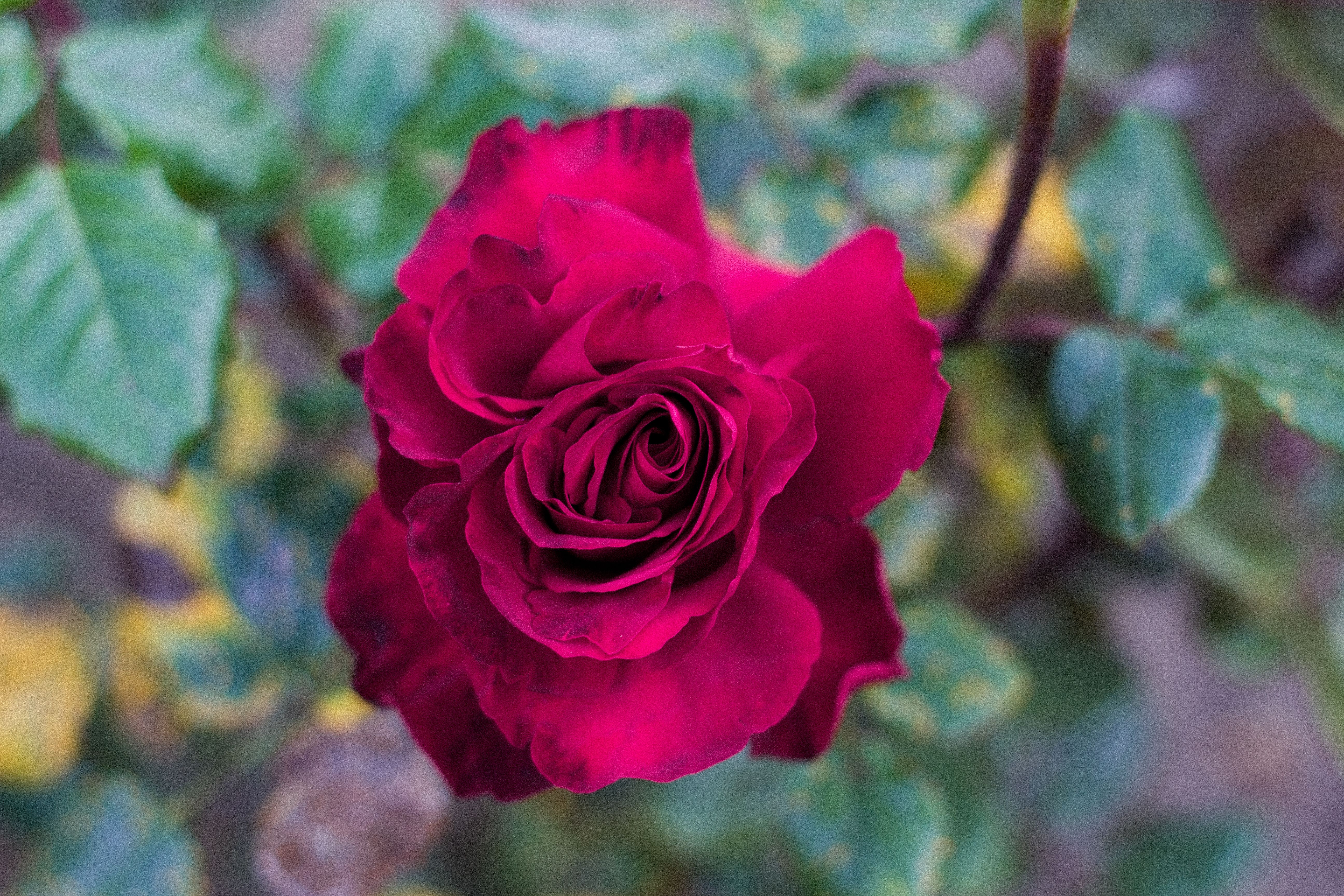 Vibrant Red Rose in Full Bloom Close-up · Free Stock Photo