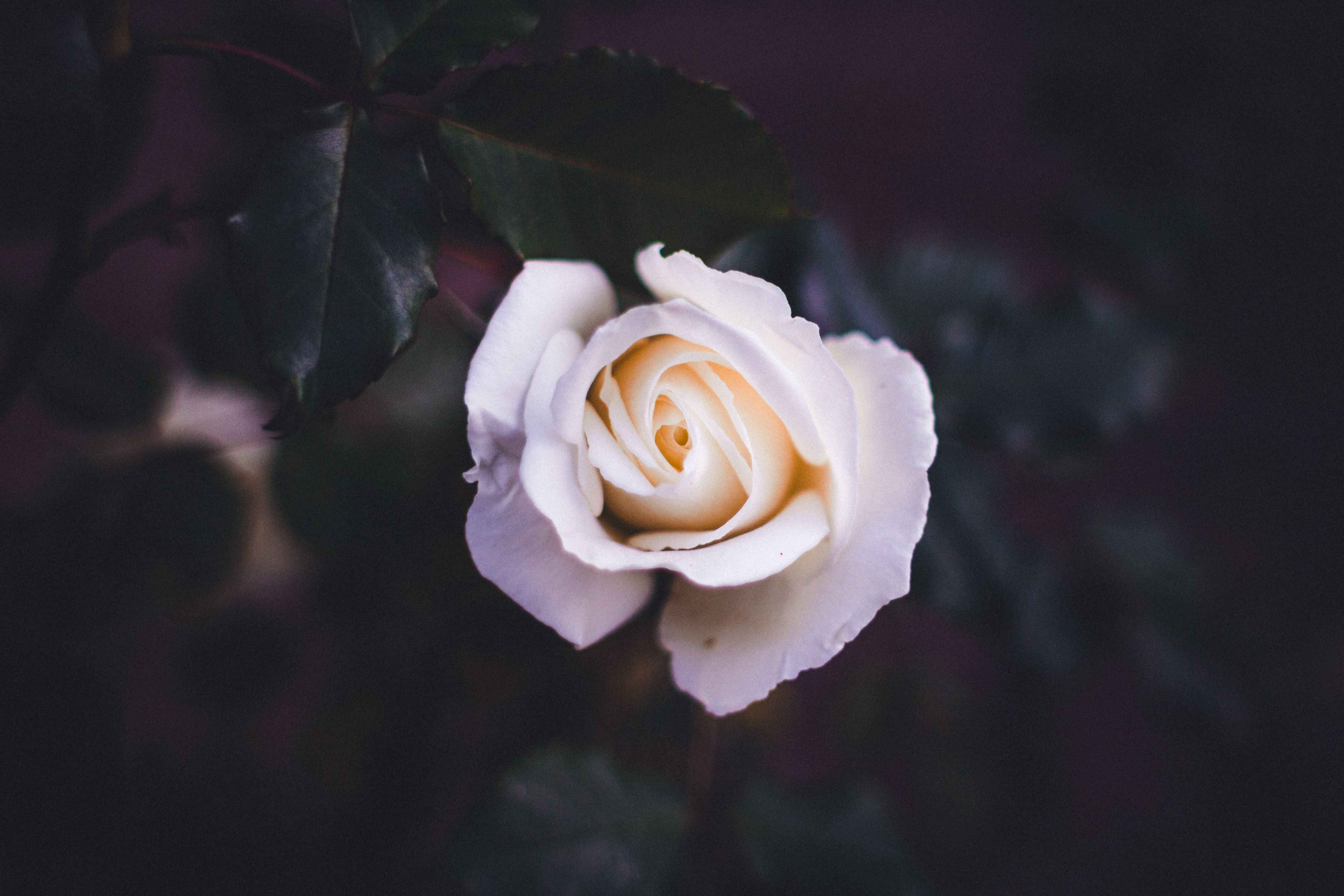 Close Up Photography of White Rose · Free Stock Photo