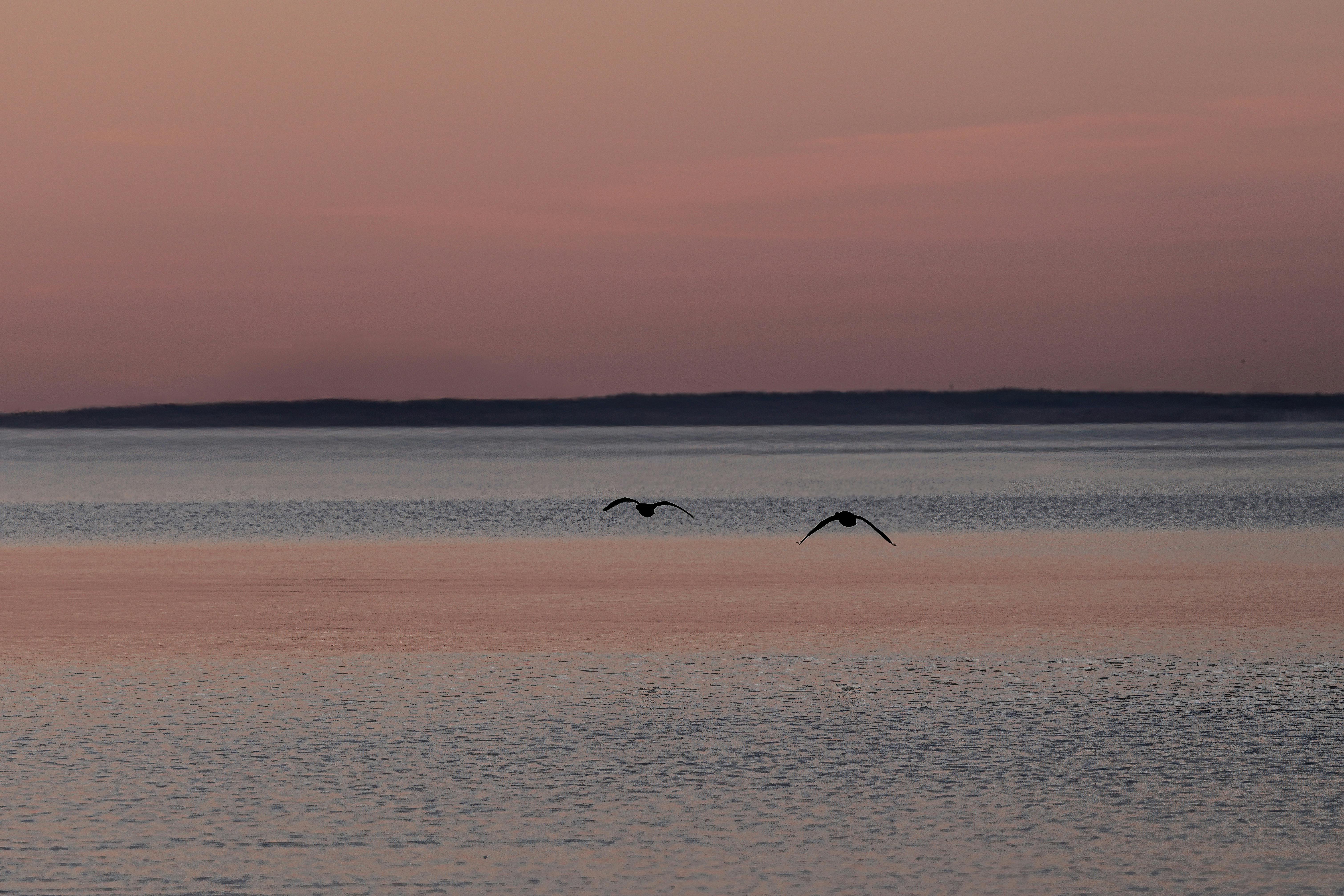American Yellow Warbler: A Complete Field Guide