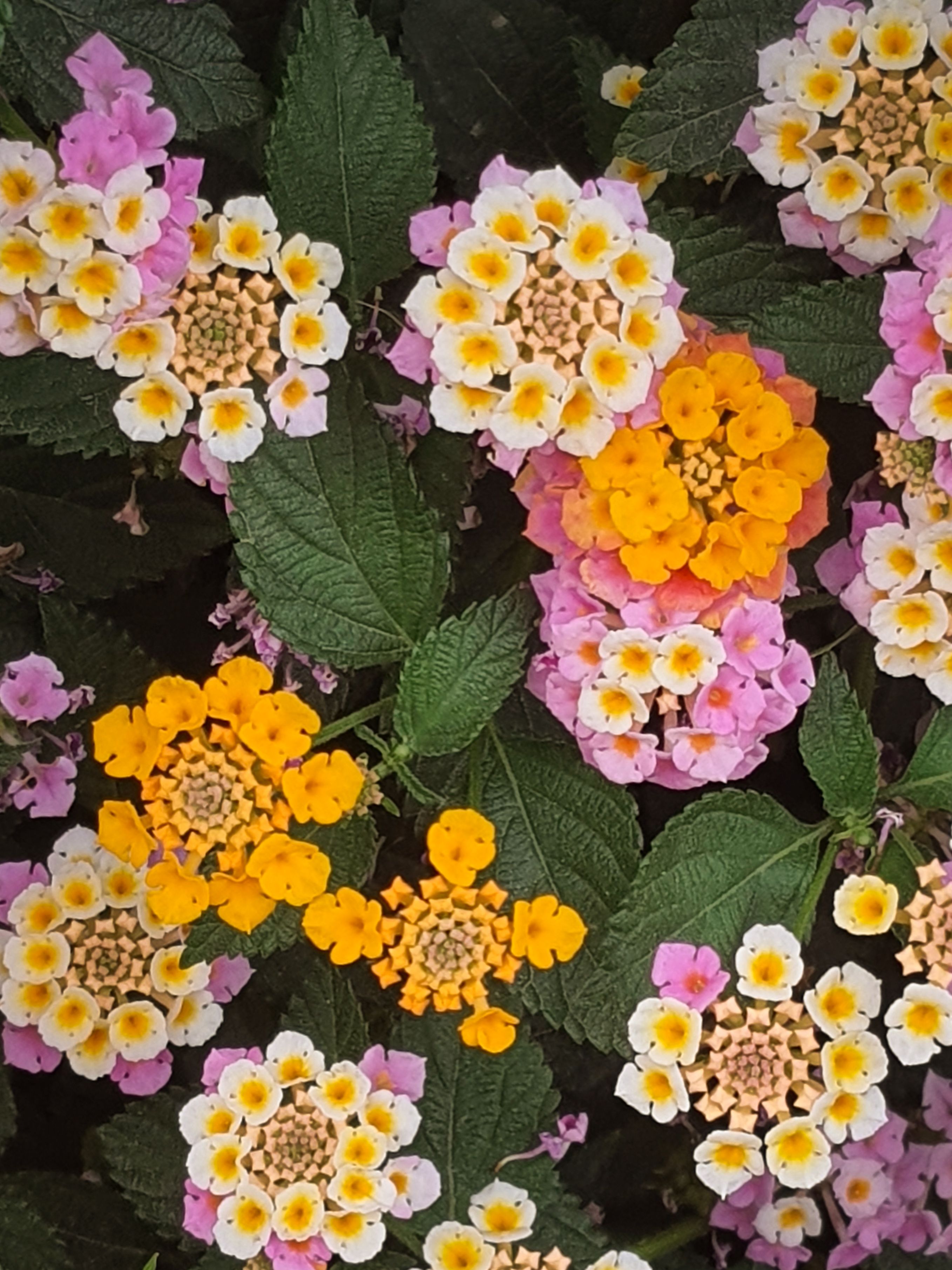 Vibrant Lantana Flowers Blooming in Nature · Free Stock Photo