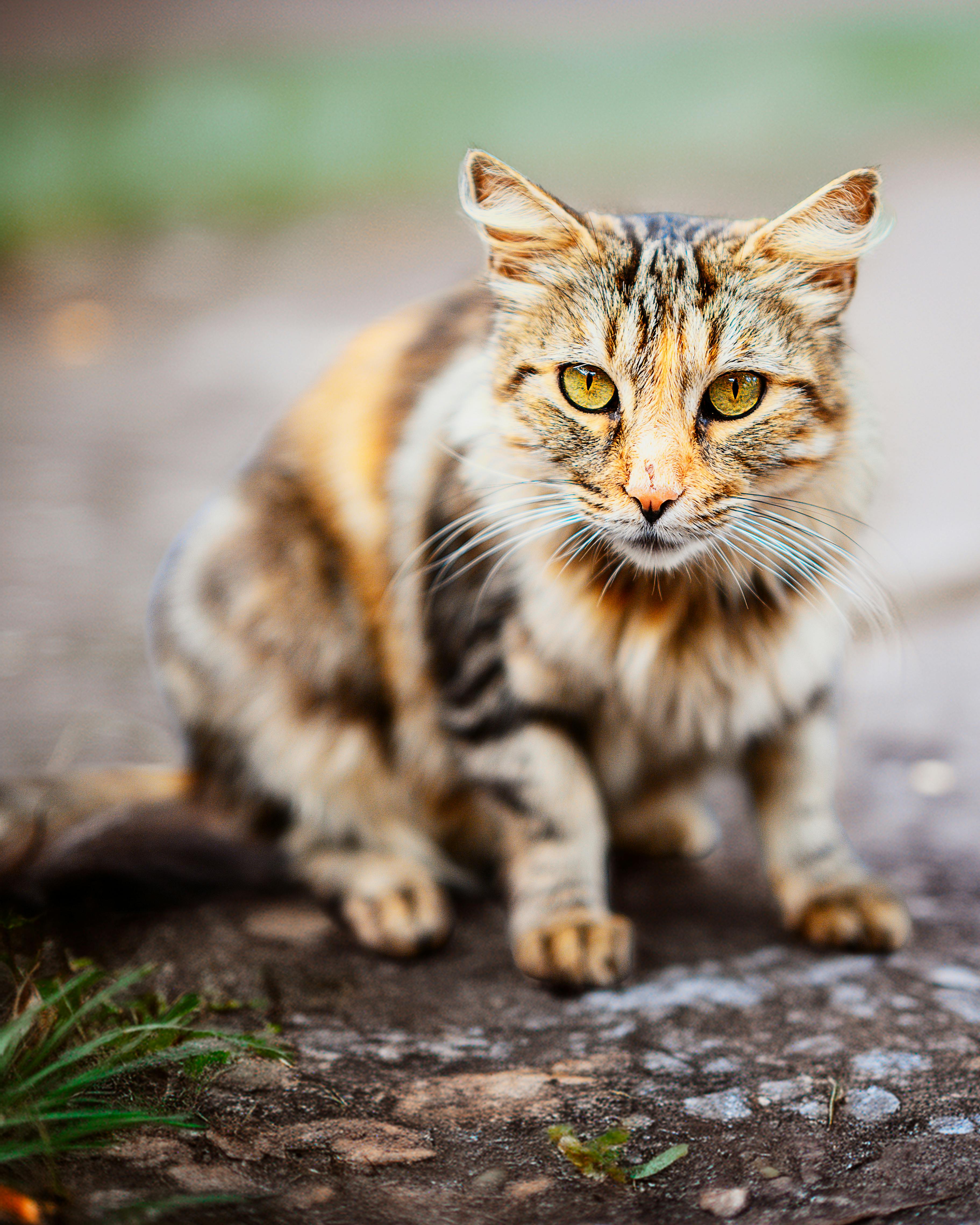 Adorable Tabby Cat Outdoors in Perú · Free Stock Photo