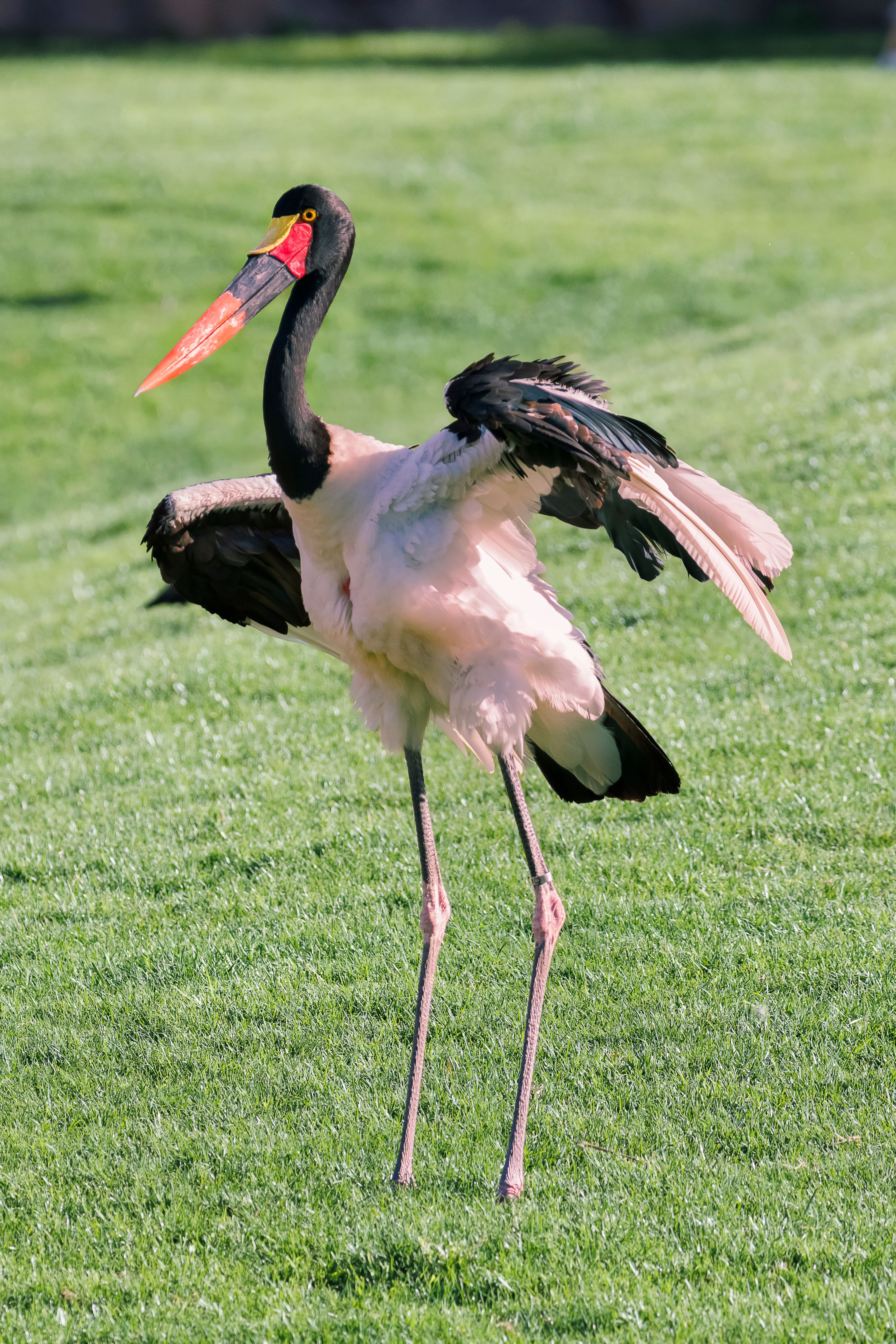 Saddle-billed Stork Standing on Grass · Free Stock Photo