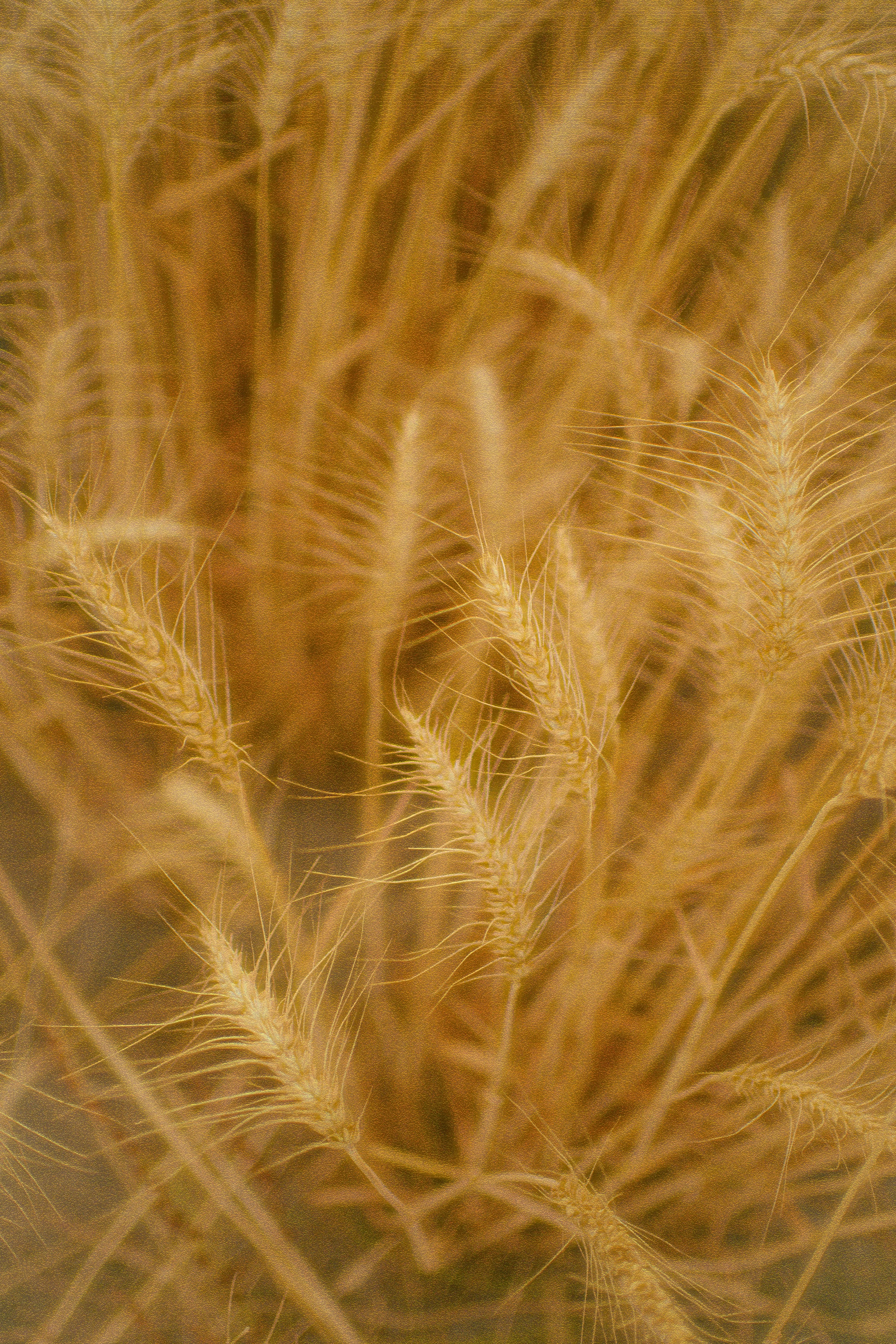 Grain Texture 4k Photos, Download The BEST Free Grain Texture 4k Stock ...