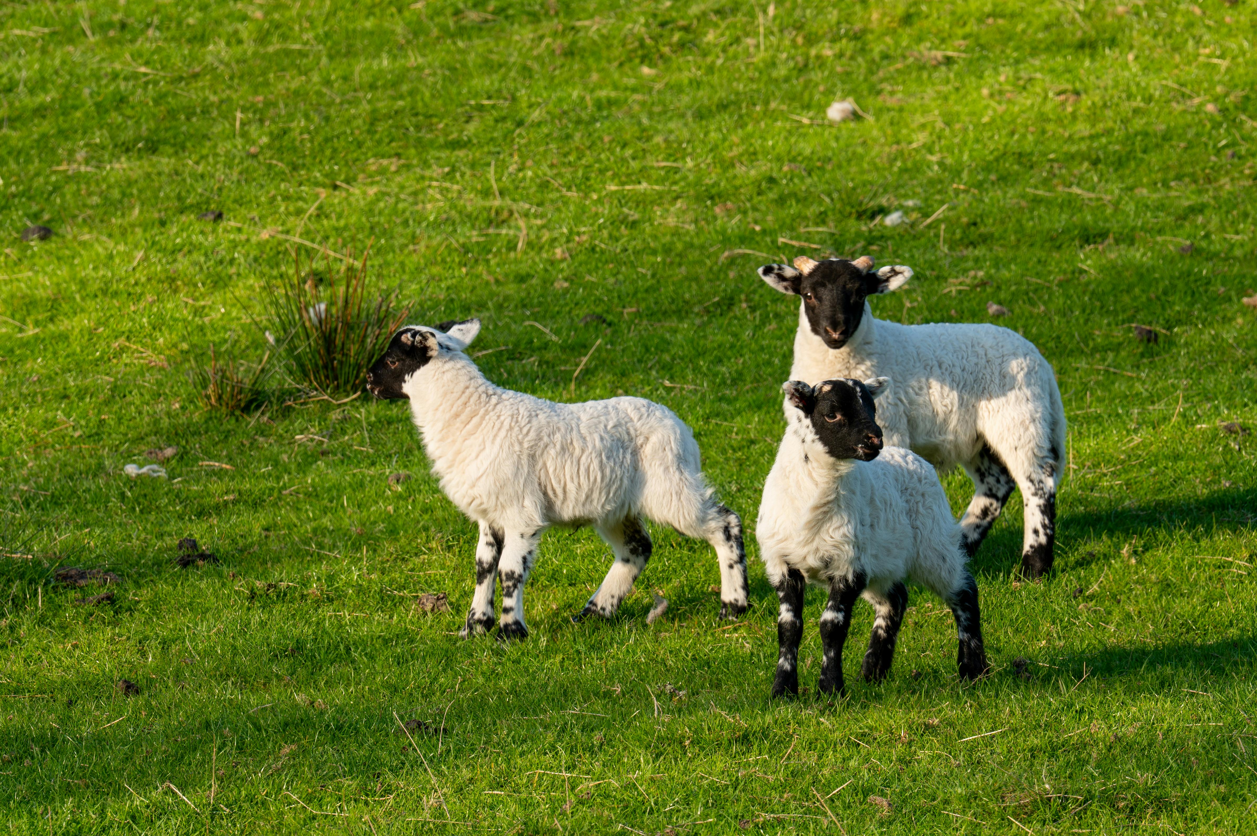 Lab Lamb Philippines Photos, Download The BEST Free Lab Lamb ...