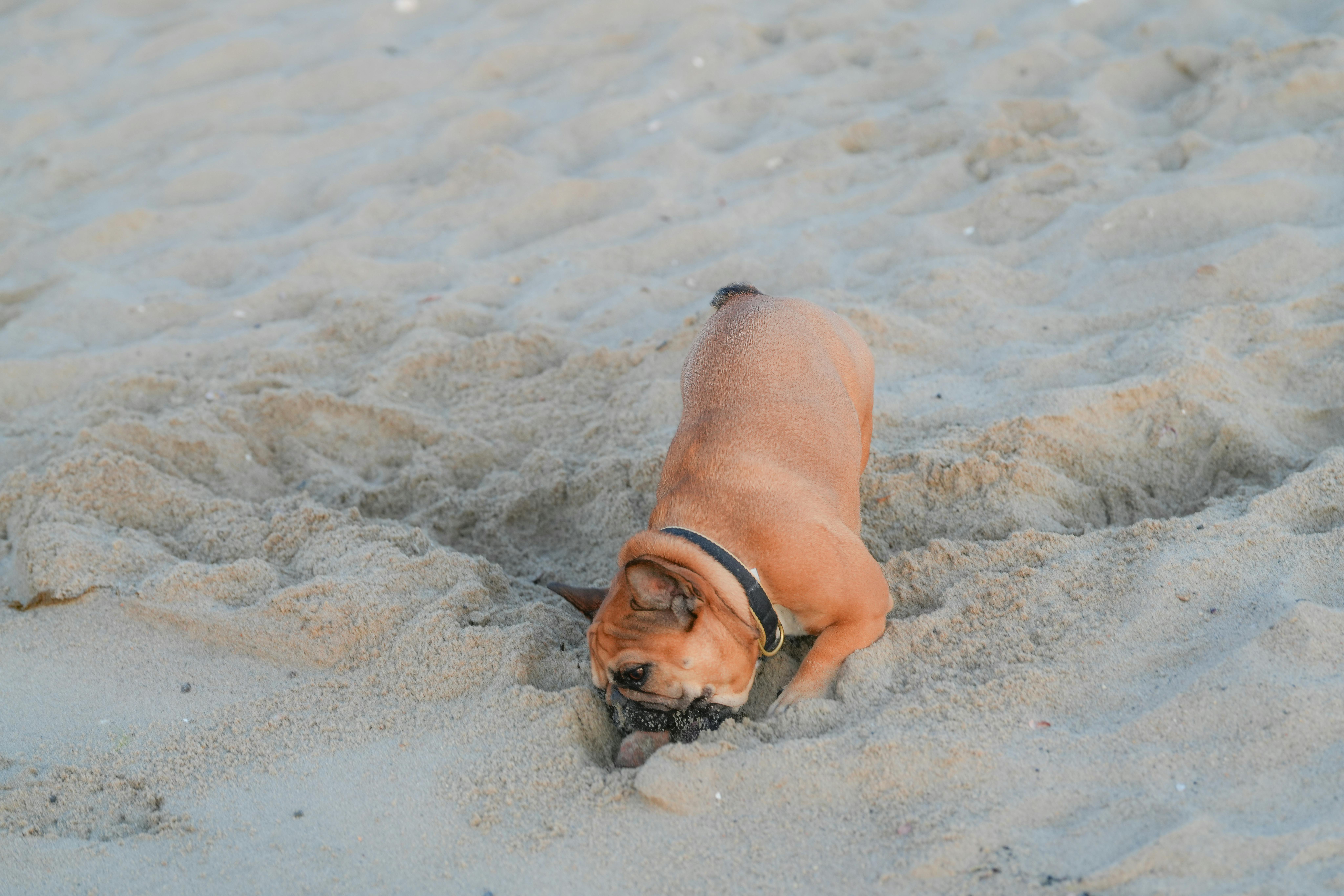 French Bulldog Digging a Hole on Sandy Beach · Free Stock Photo