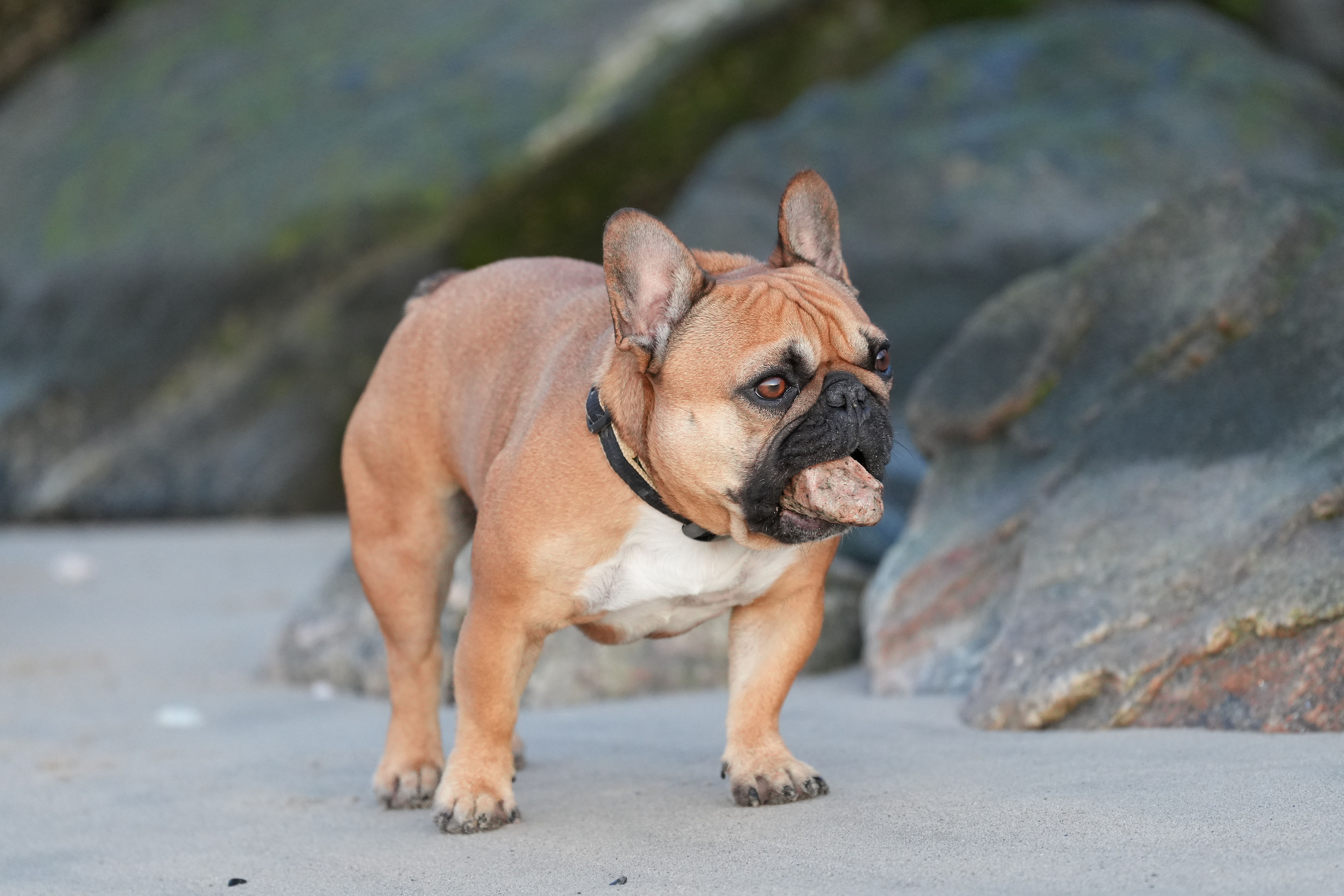 French Bulldog on Rocky Shore at Cove Island Park · Free Stock Photo