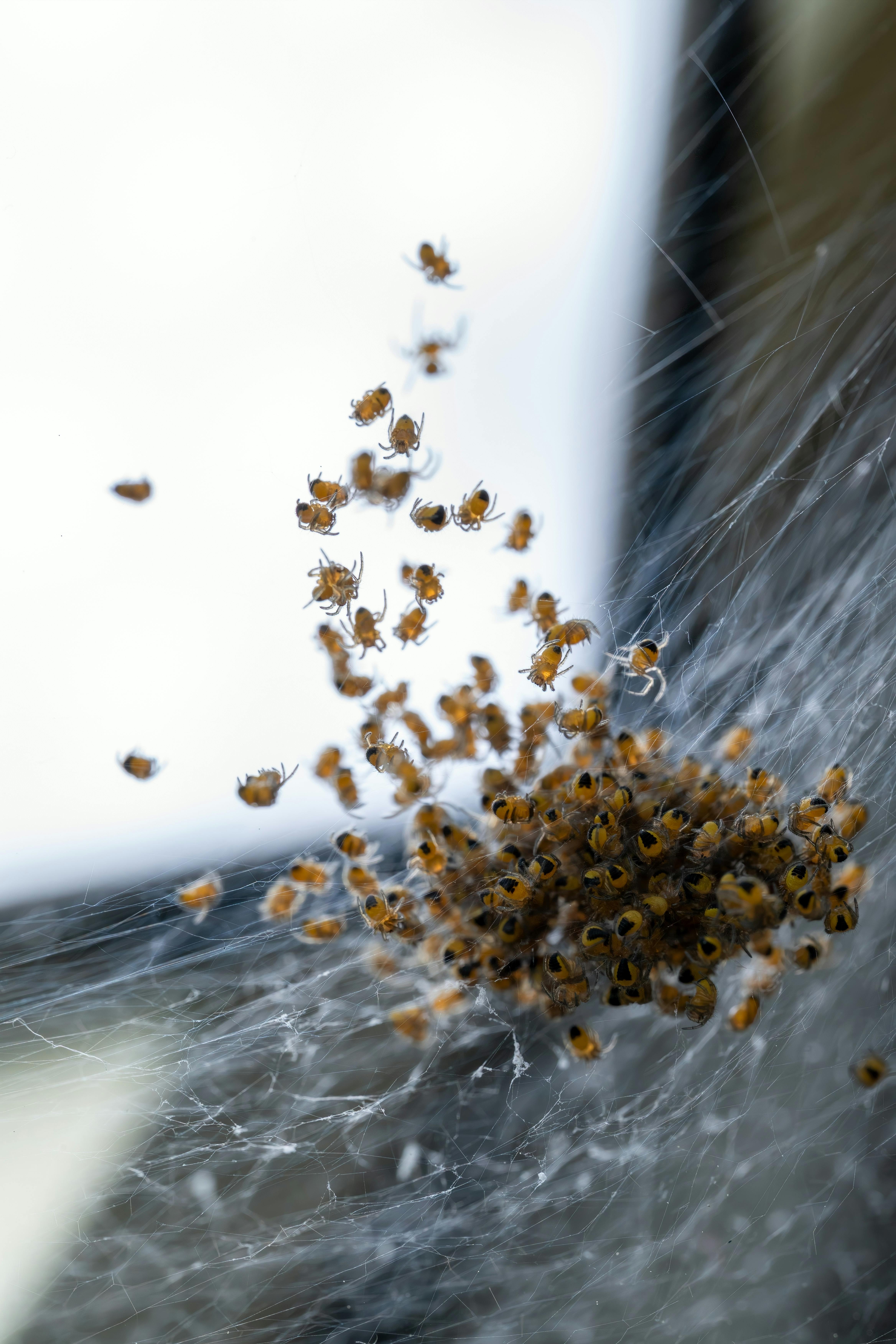 Cluster of Baby Spiders in Web Macro Shot · Free Stock Photo