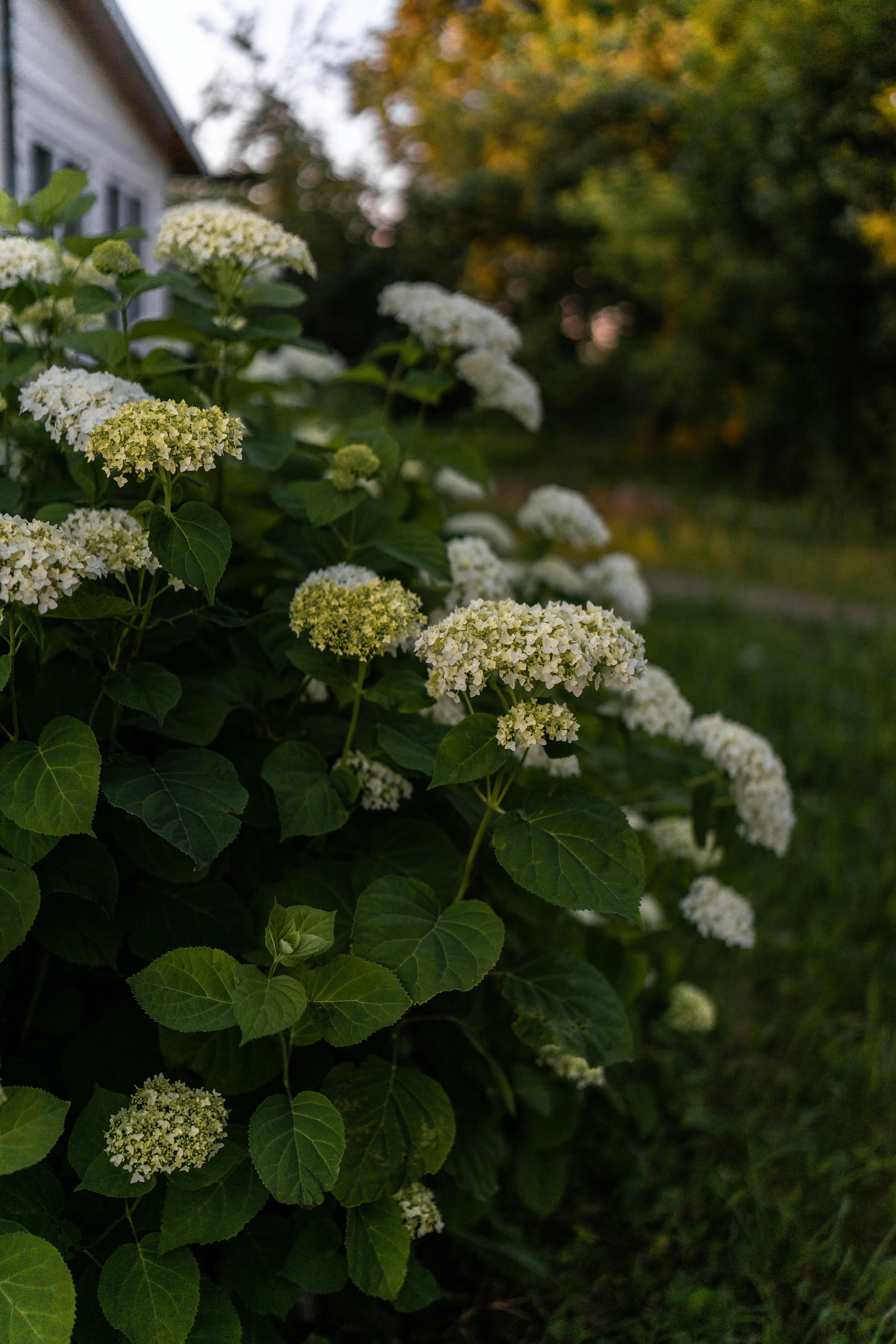 Lush Hydrangea Bush at Sunset Outdoors · Free Stock Photo