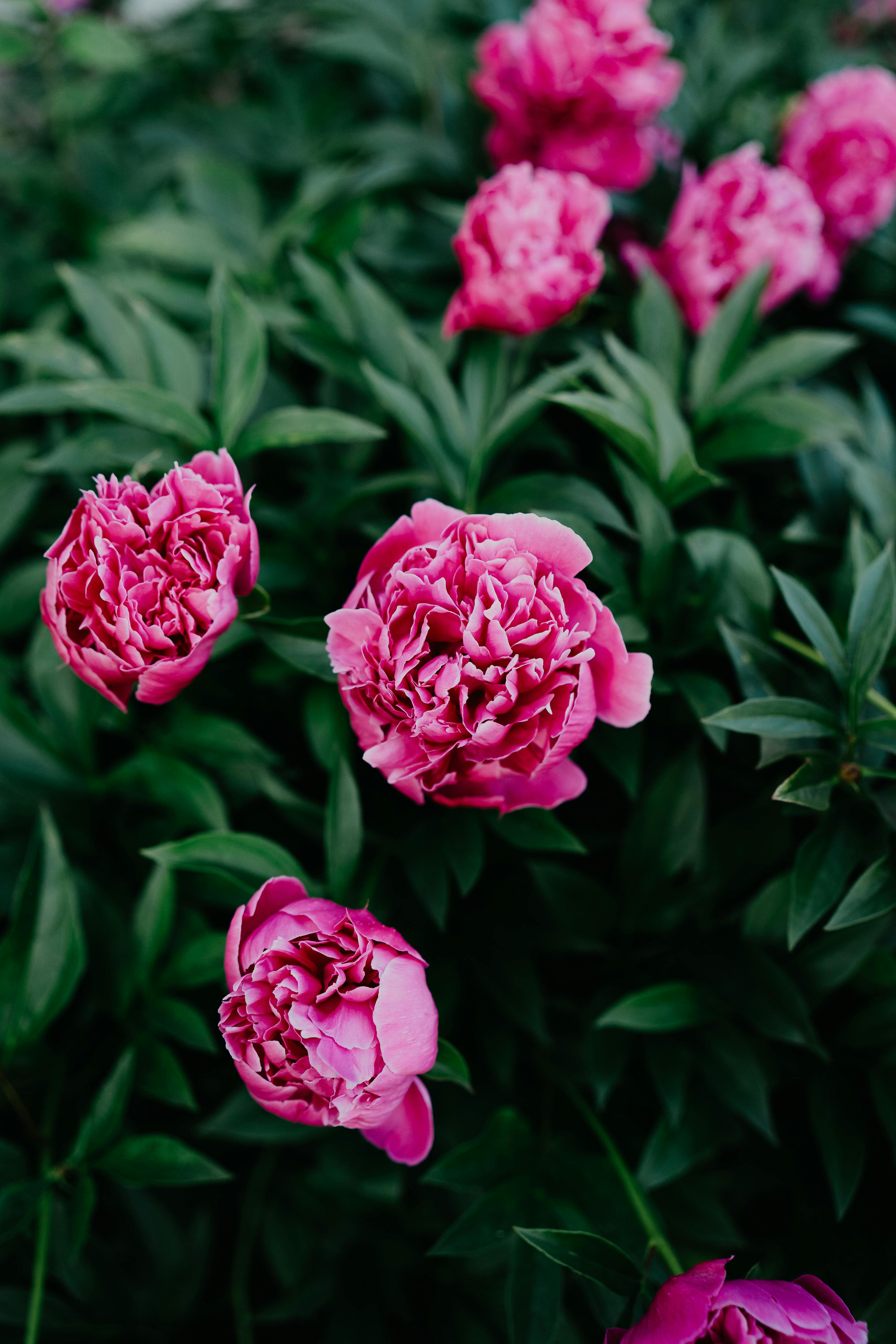 Flowers Pink Photos, Download The BEST Free Flowers Pink Stock Photos ...