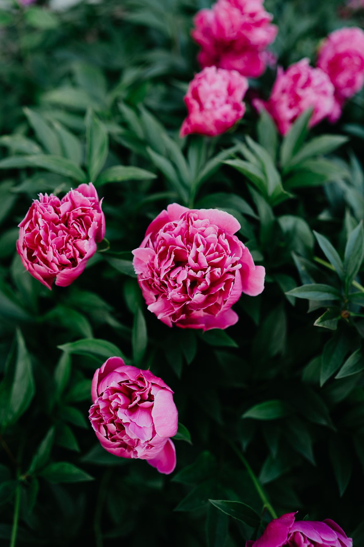 Flowers Garden Photos, Download The BEST Free Flowers Garden Stock ...