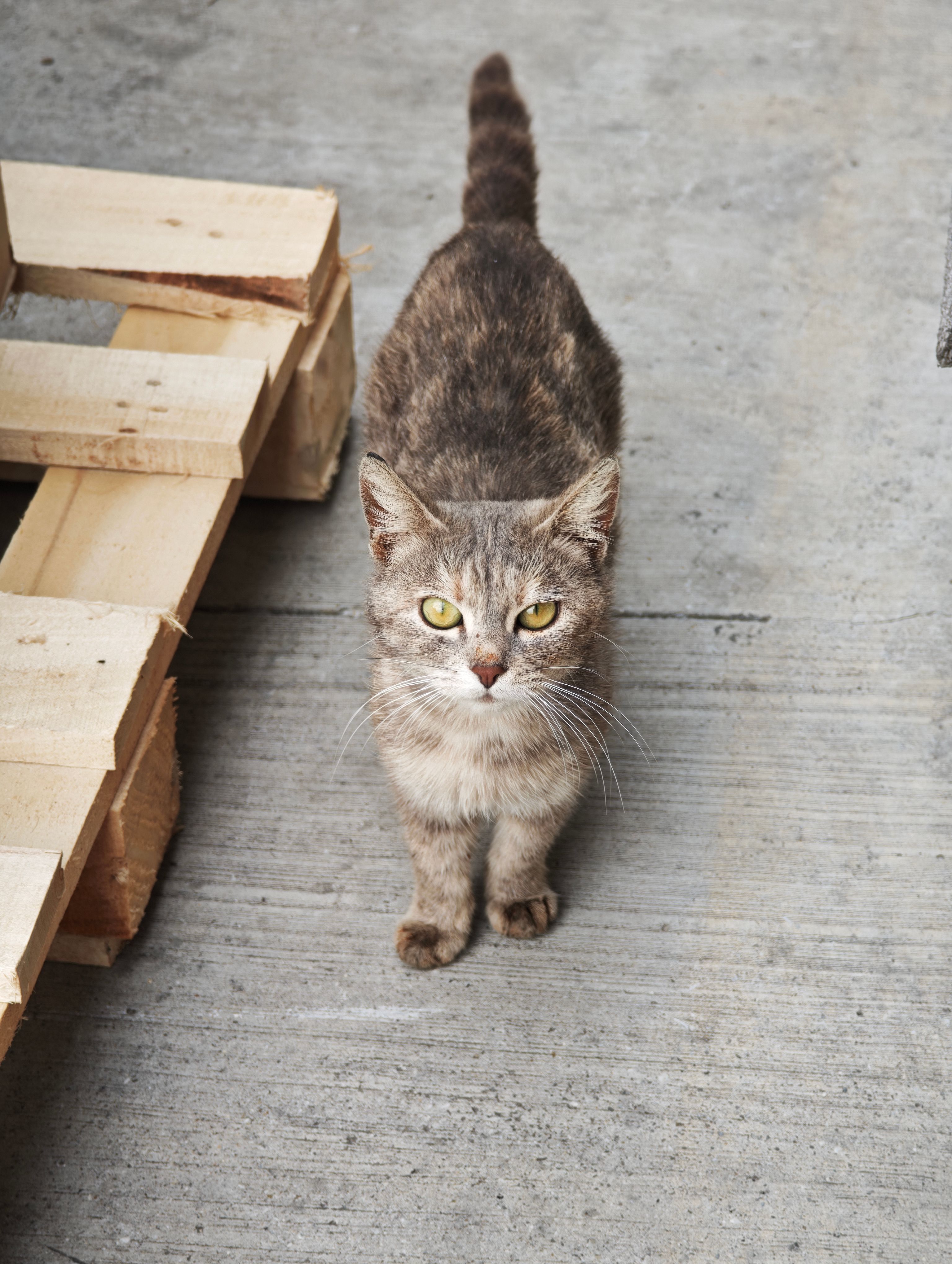 Stray Cat on Concrete Next to Wooden Pallet · Free Stock Photo