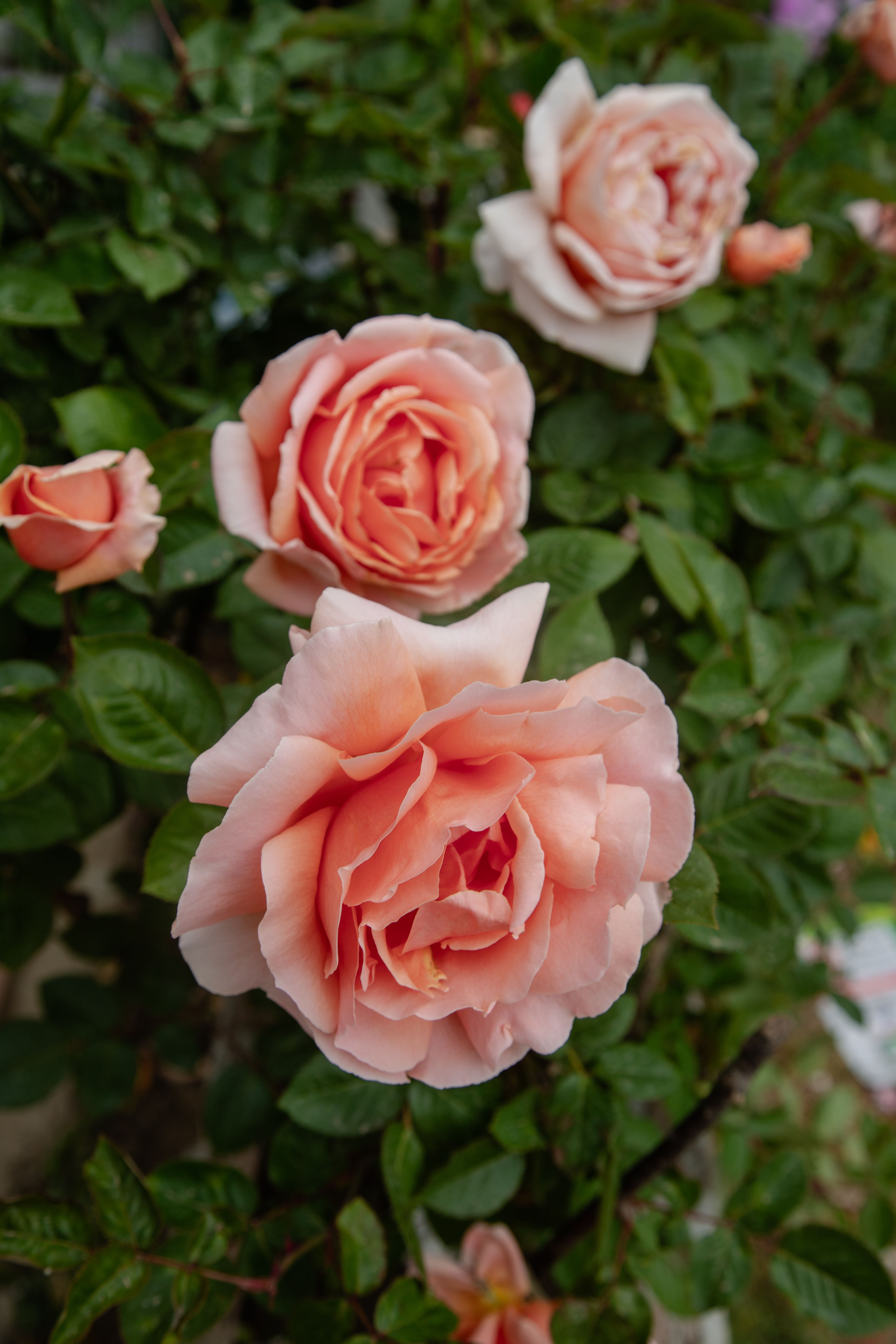 Beautiful Pink Garden Roses in a Pot · Free Stock Photo