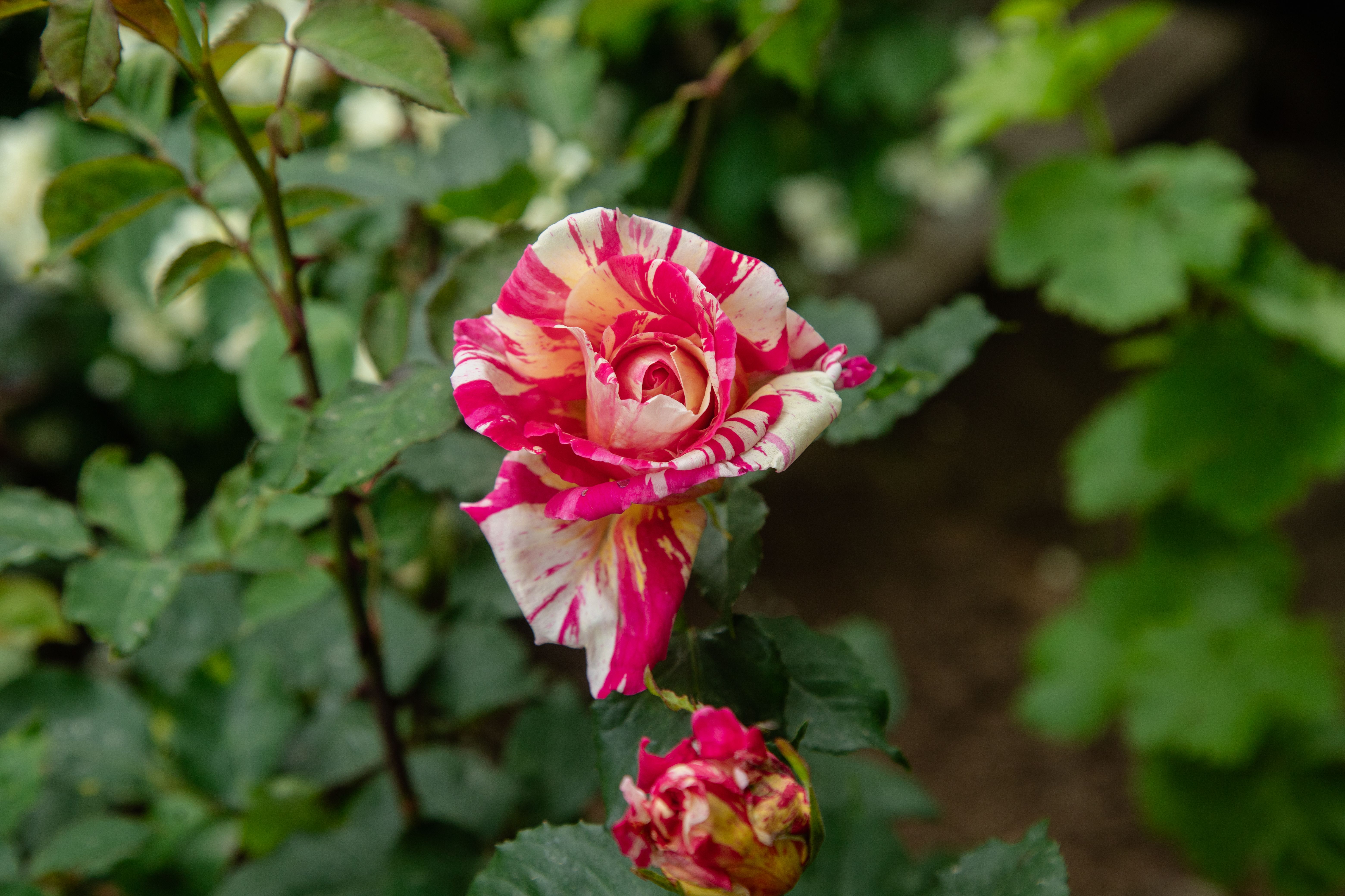 Vibrant Pink and White Rose Bloom in Garden · Free Stock Photo