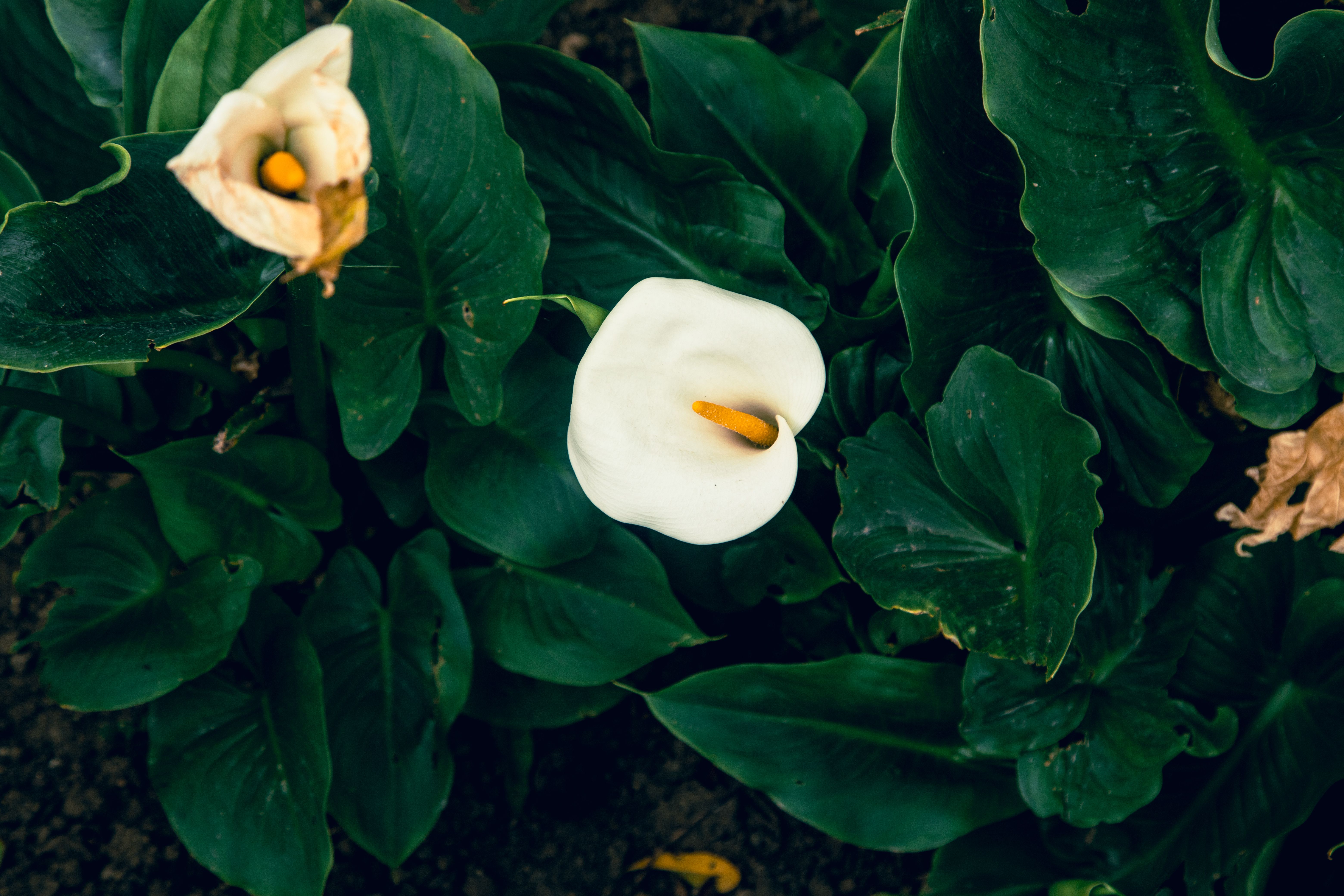 Vibrant Calla Lily in Lush Green Foliage · Free Stock Photo