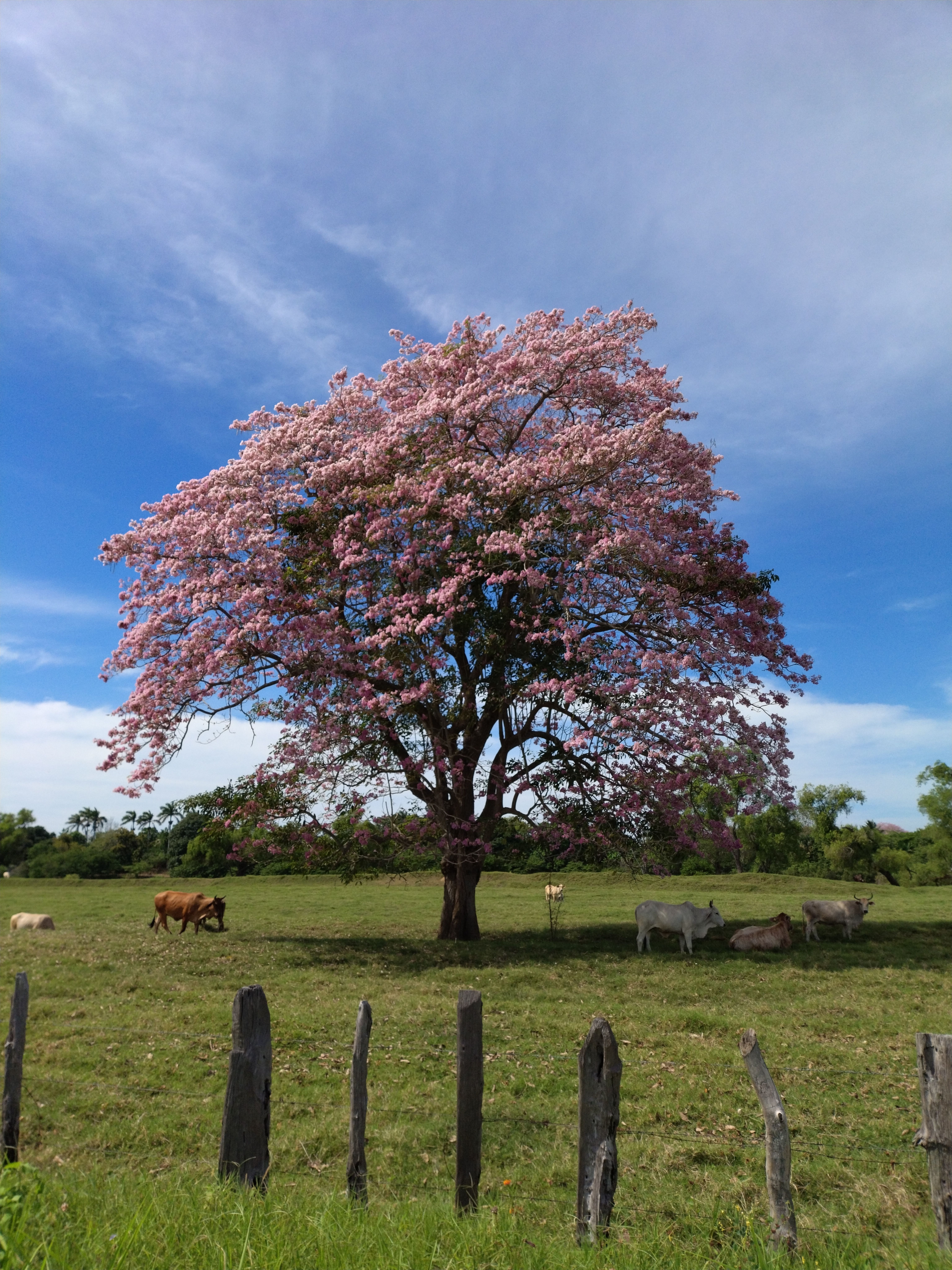 Beautiful Guayacan Tree in Dos Montes, Mexico · Free Stock Photo