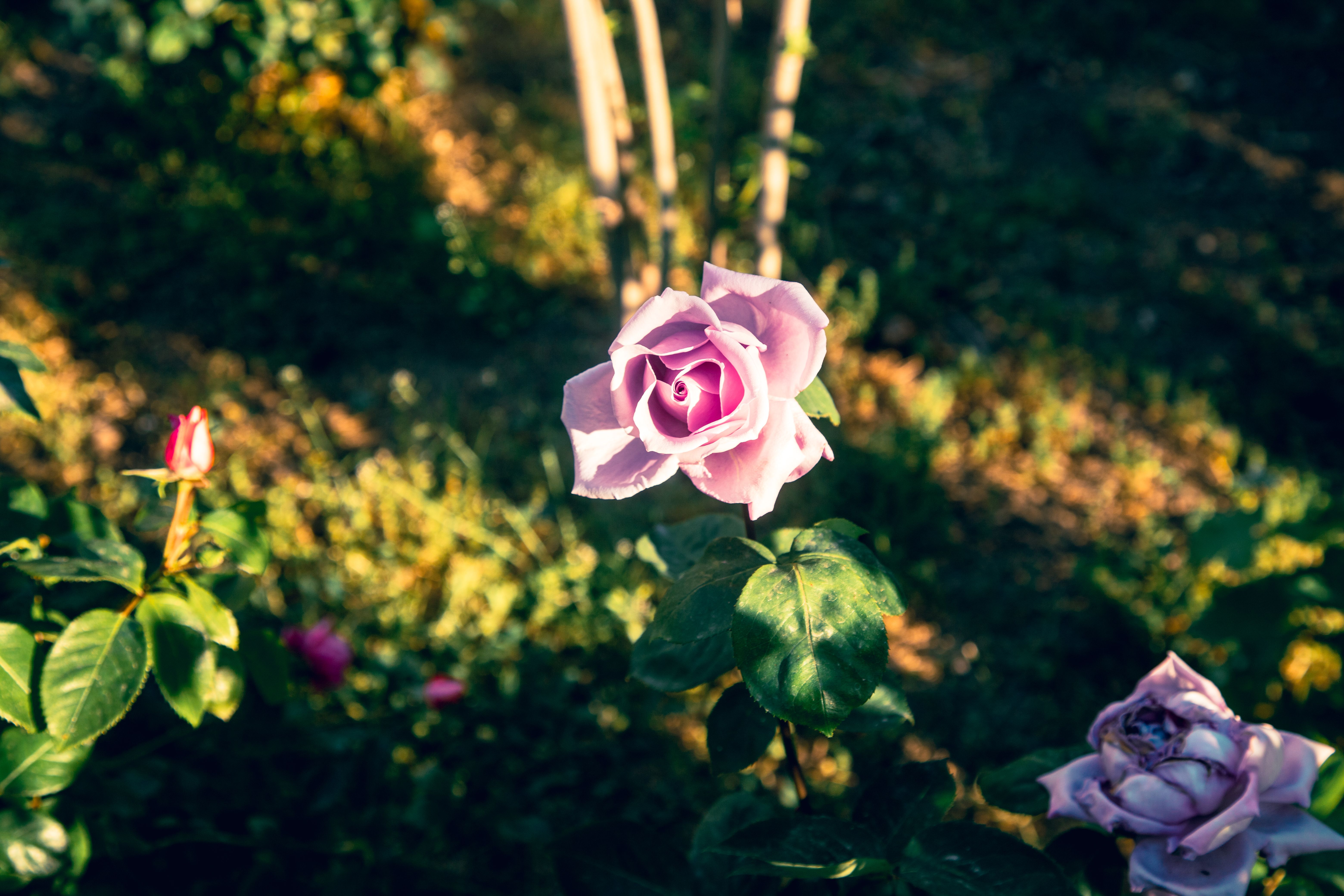 Vibrant Pink Rose Blooming in Sunlit Garden · Free Stock Photo