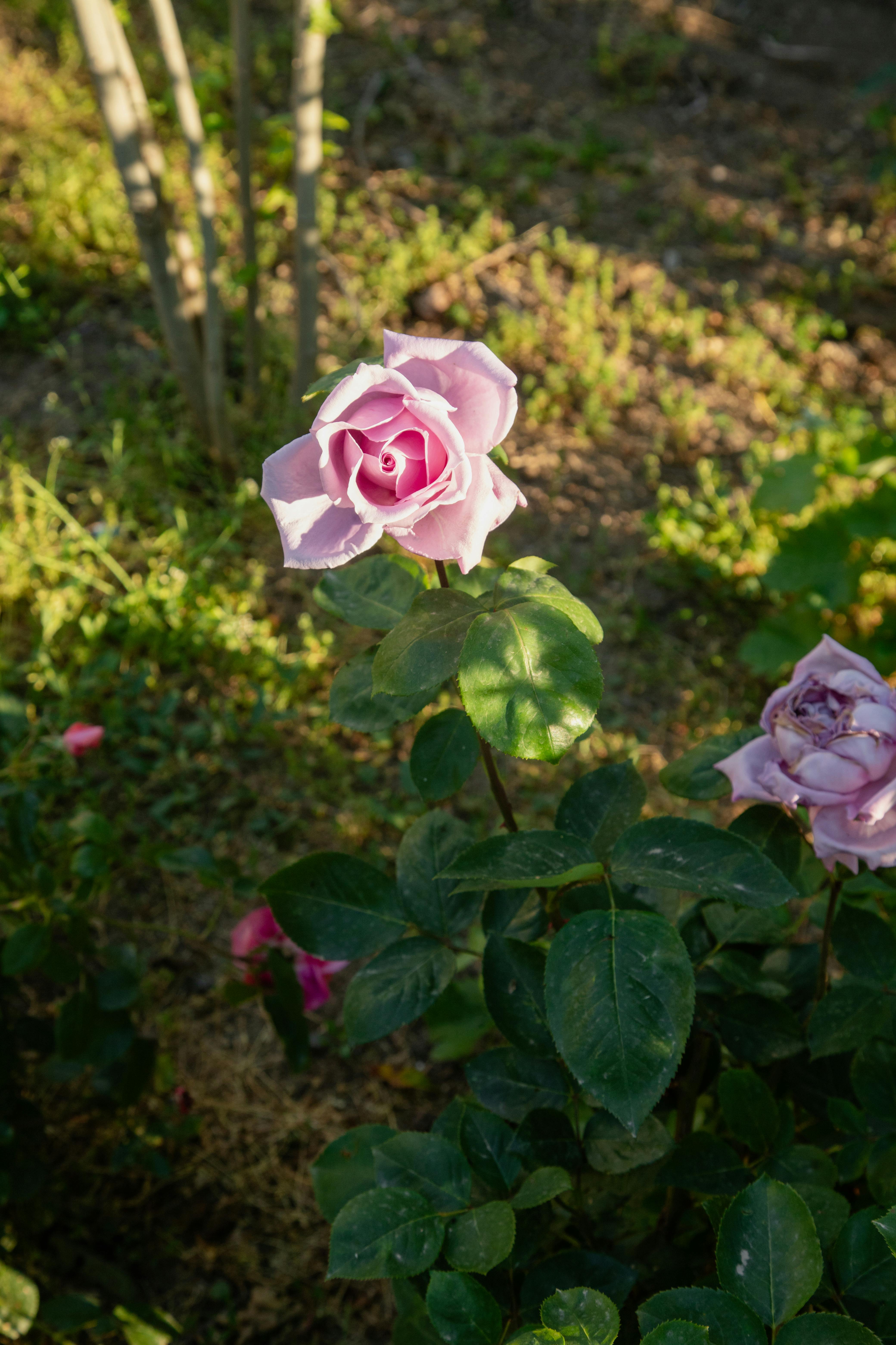 Primer Plano De Una Rosa Rosa En Un Jardín Soleado · Foto de stock gratuita