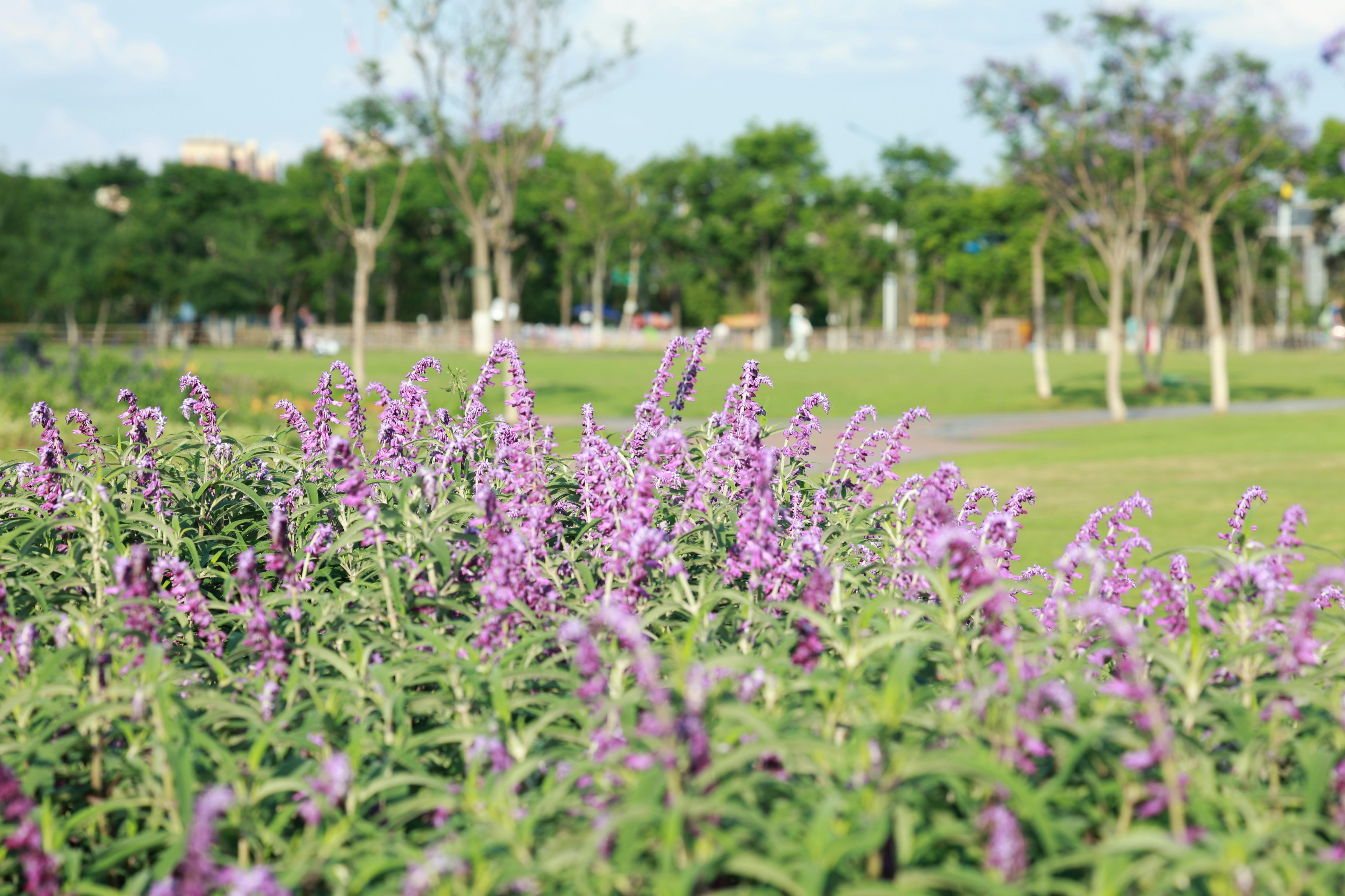 Manosque Lavender Field Photos, Download The BEST Free Manosque ...