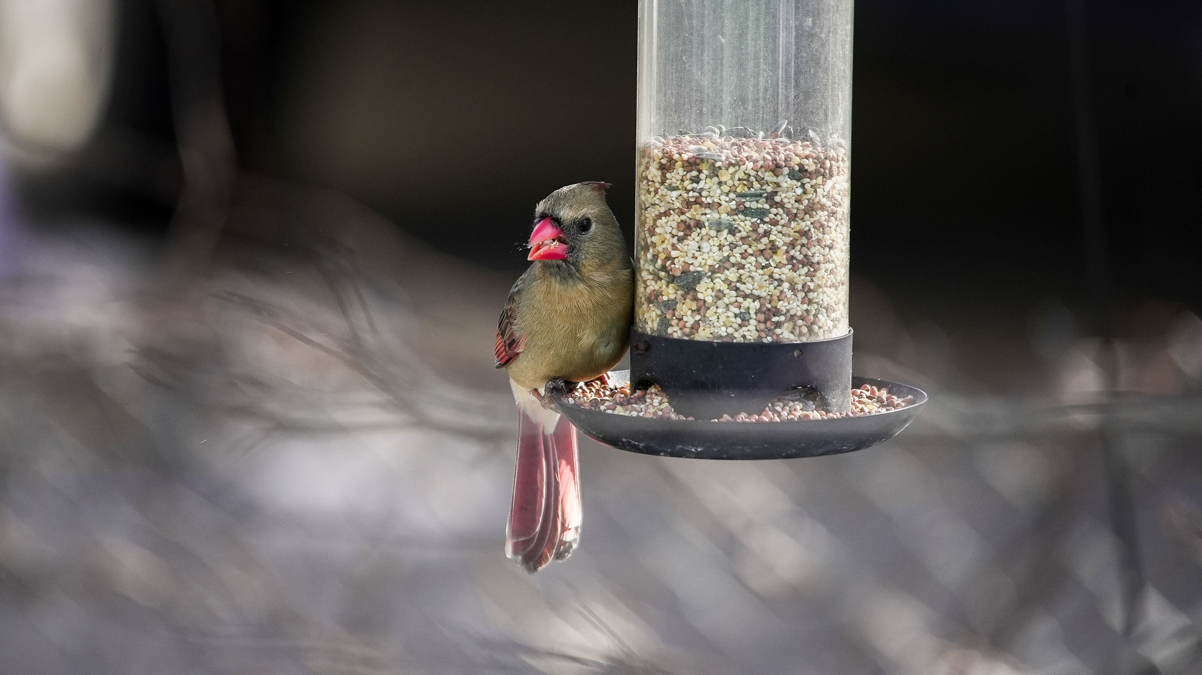 Feathers Cardinal Photos, Download The BEST Free Feathers Cardinal ...