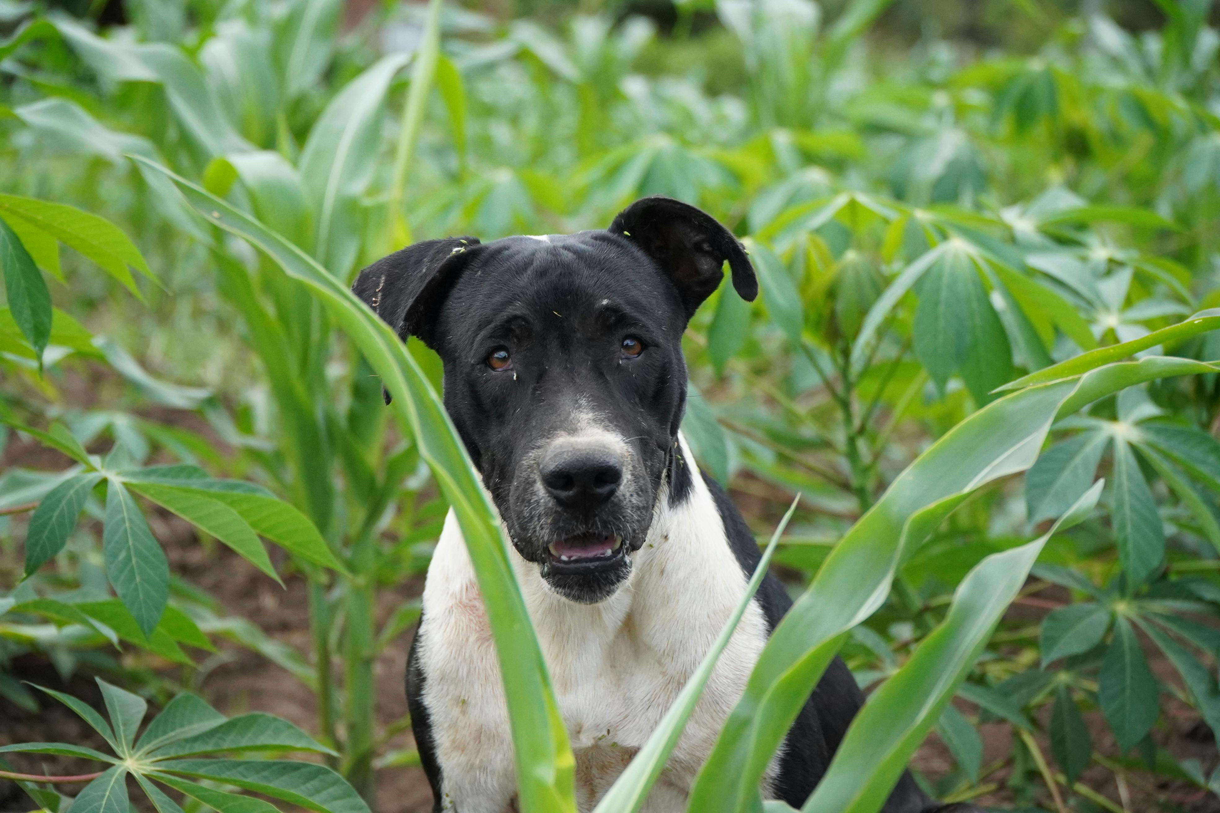 Cassava Plant Photos, Download The BEST Free Cassava Plant Stock Photos ...