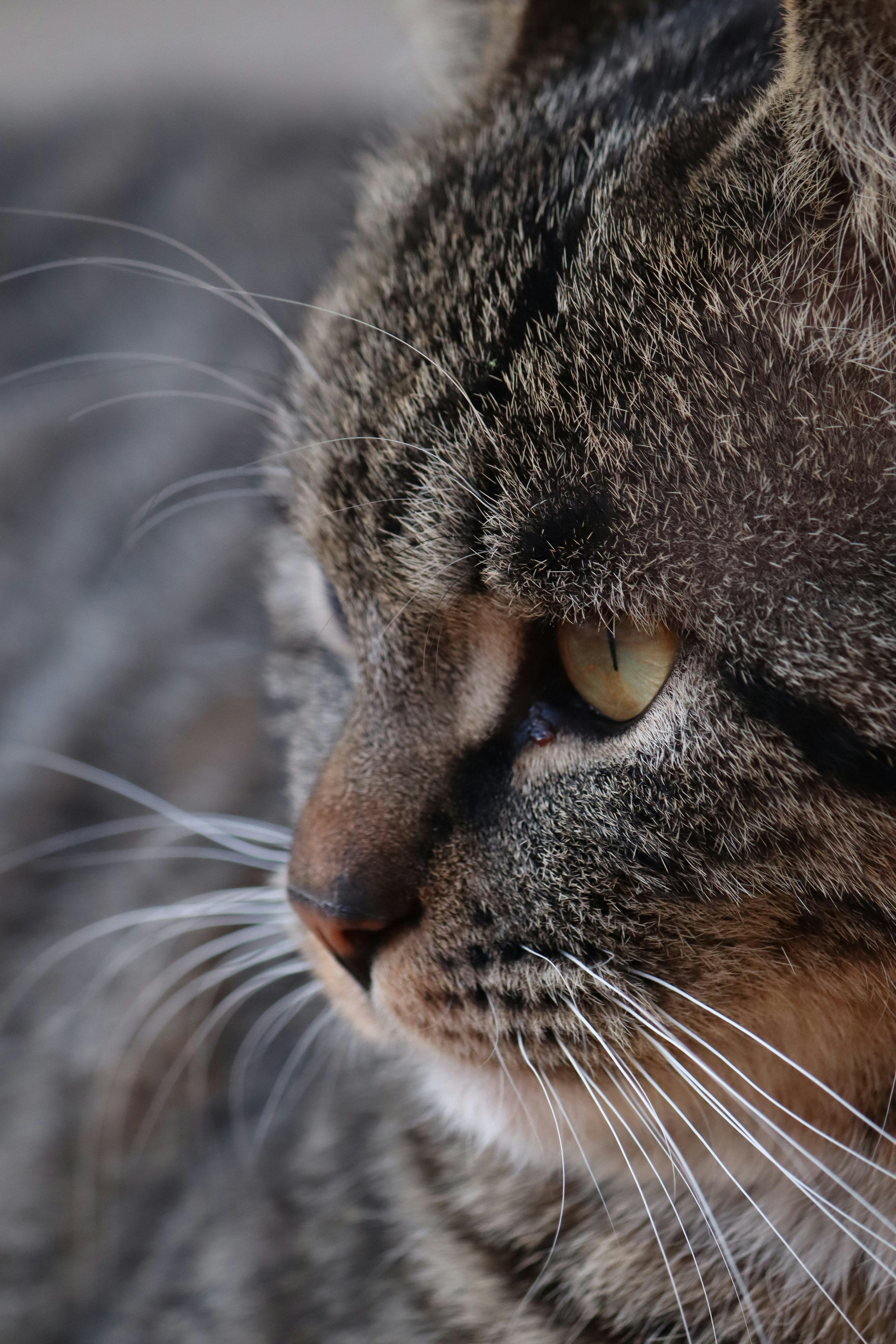 Horizontal Photos, Download The BEST Free Horizontal Stock Photos & HD ...