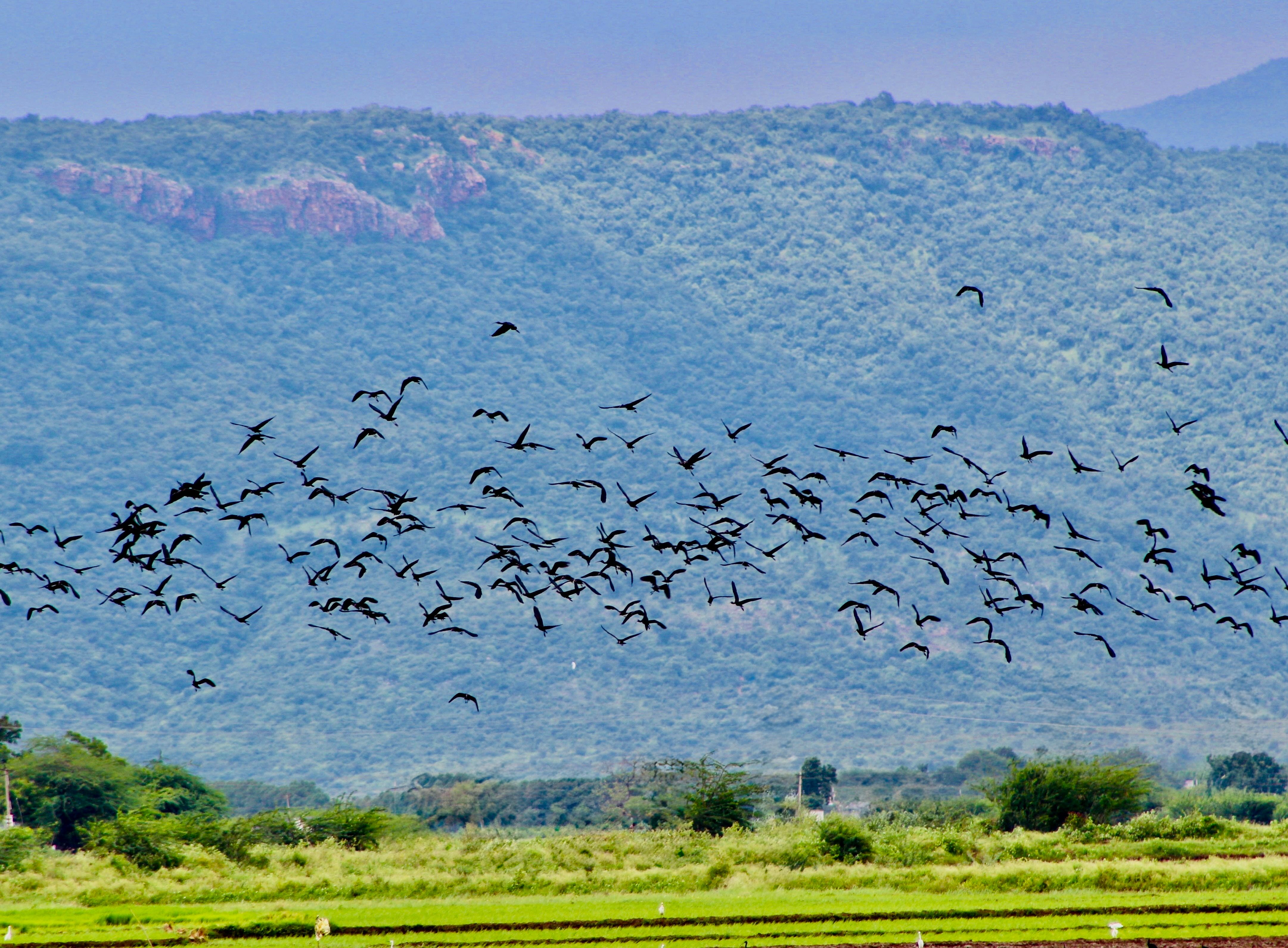 Flock of Birds Soaring Over Lush Green Fields · Free Stock Photo