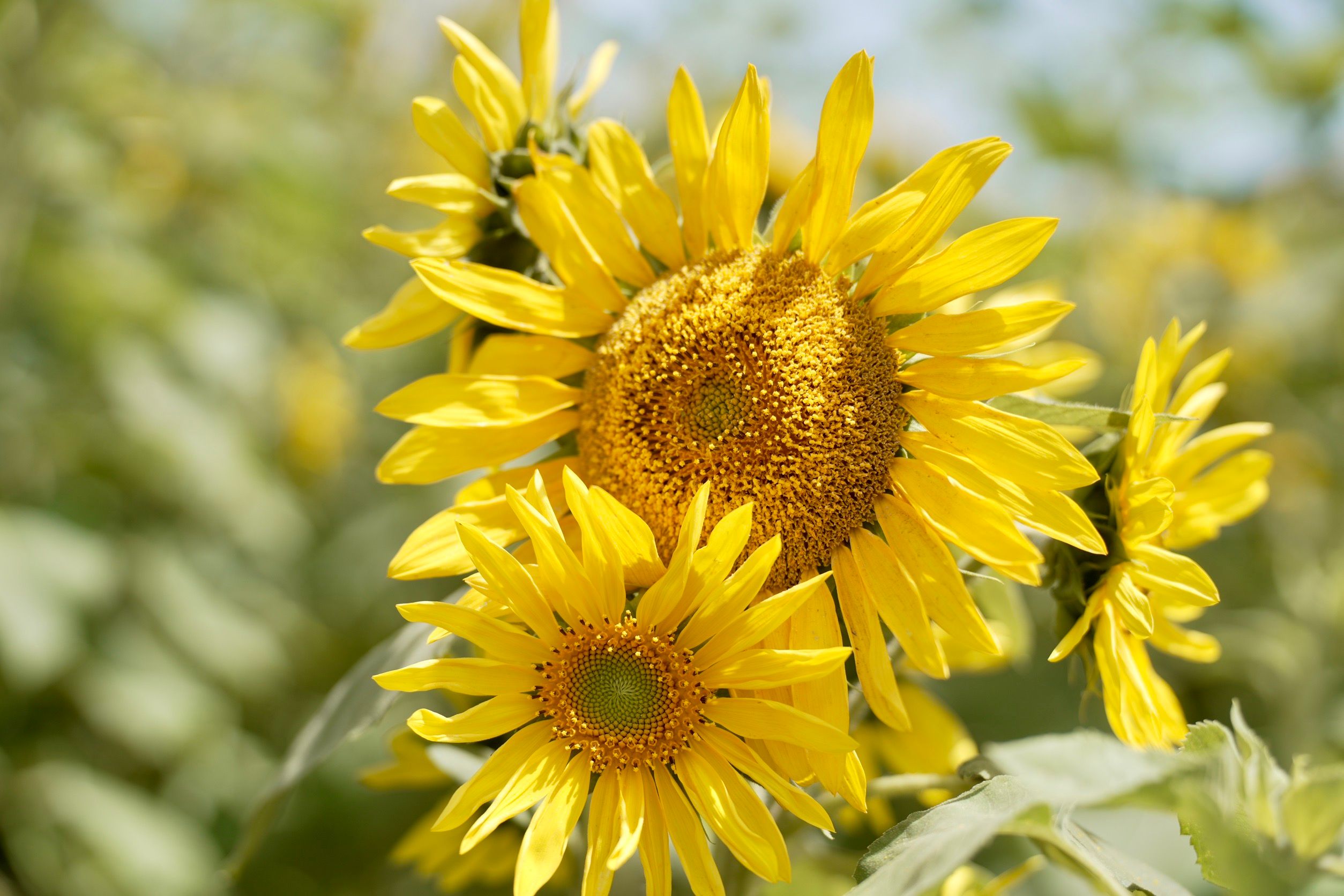 Summer Sun Photos, Download The BEST Free Summer Sun Stock Photos & HD ...
