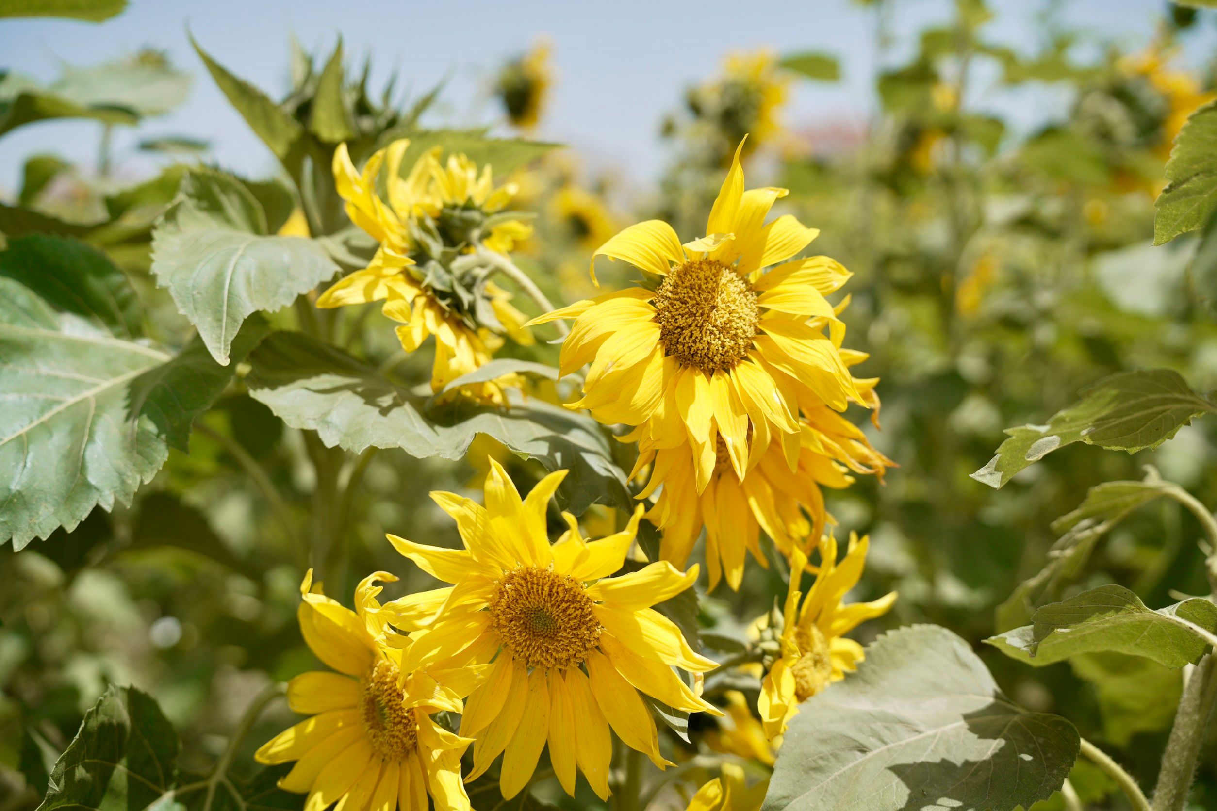 Summer Sun Photos, Download The BEST Free Summer Sun Stock Photos & HD ...