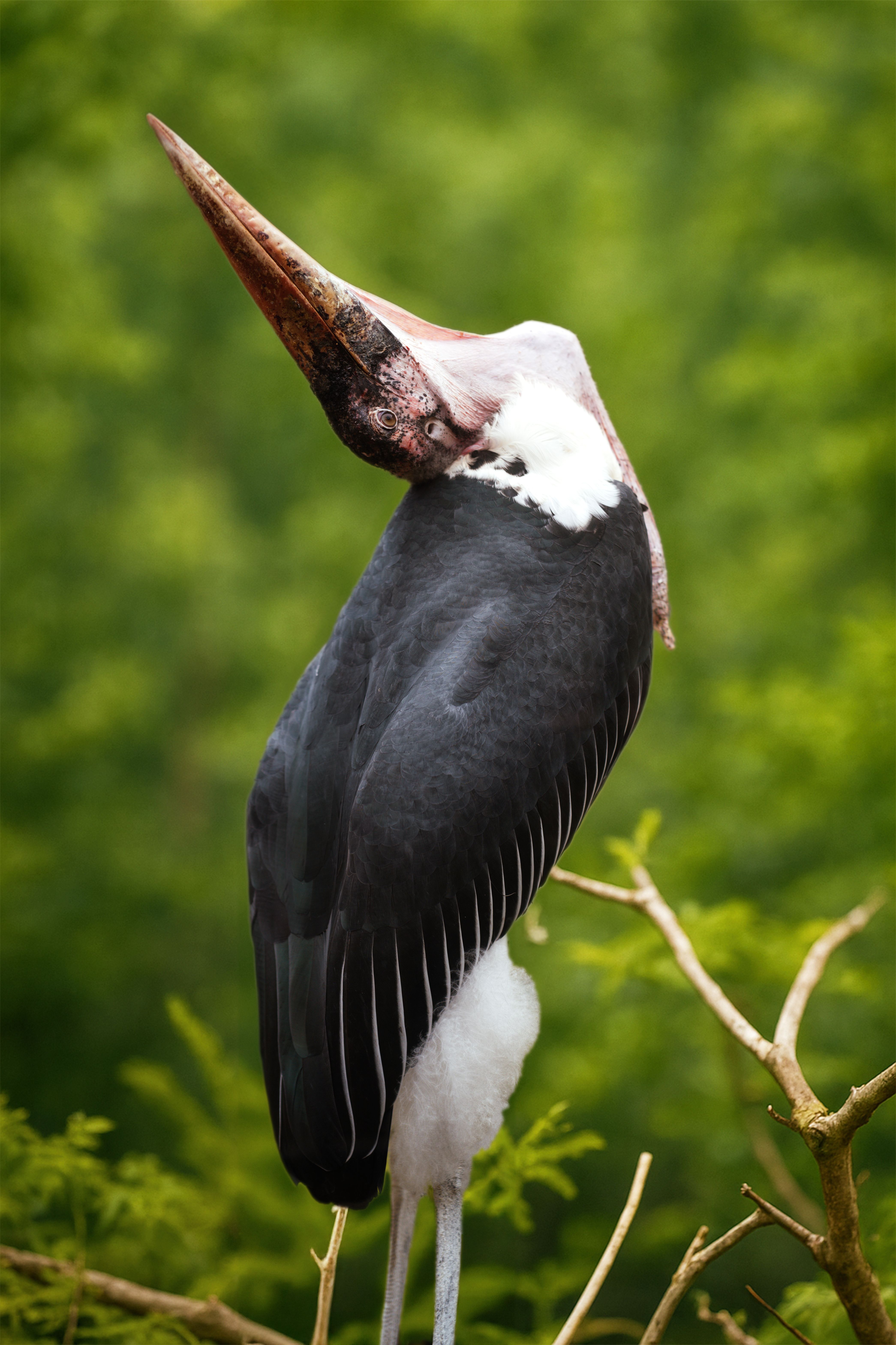 Big Bird Photos, Download The BEST Free Big Bird Stock Photos & HD Images